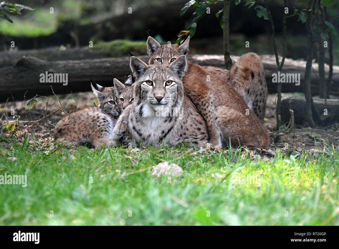 hunter, local predators, Endemically, to great cat, cat, cats, lynx ...