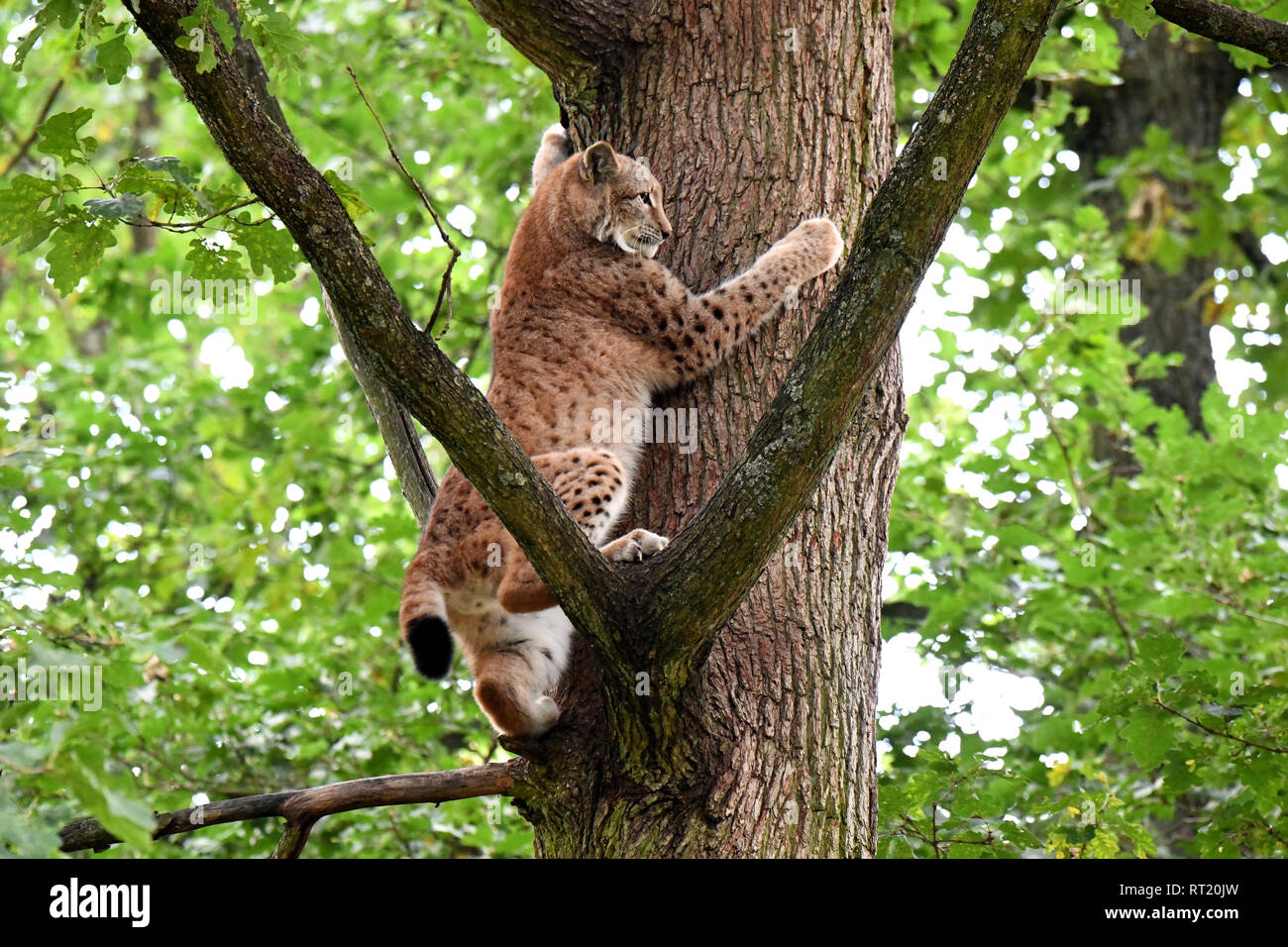 hunter, oak with lynx, local predators, Endemically, to great cat, cat ...