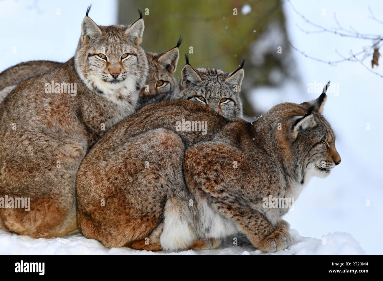 hunter, to great cat, cat, cats, lynx, lynxes, lynxes in the Ranzzeit ...