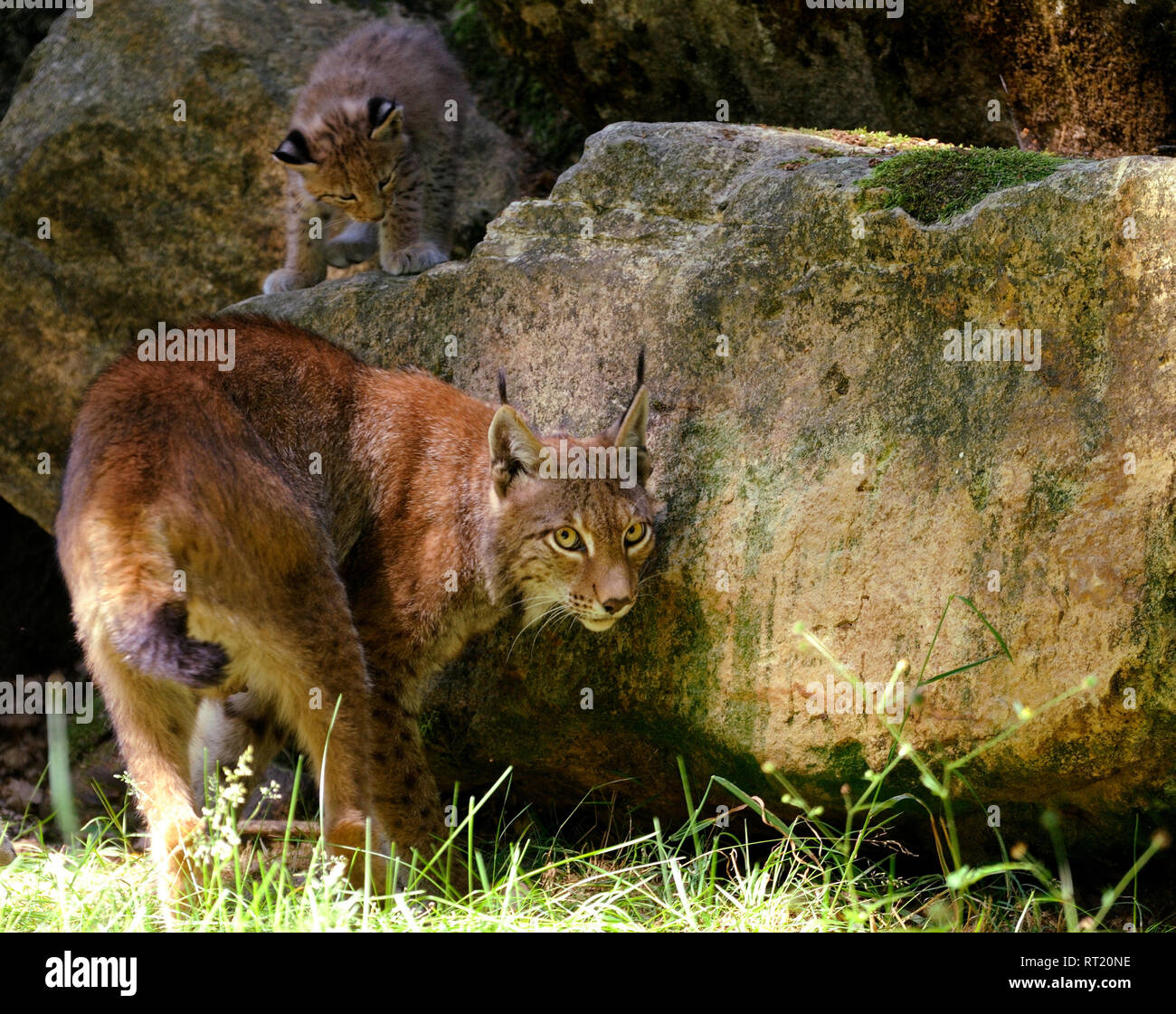 hunter, endemic animal species, Eurasian lynx, European lynx, protected ...