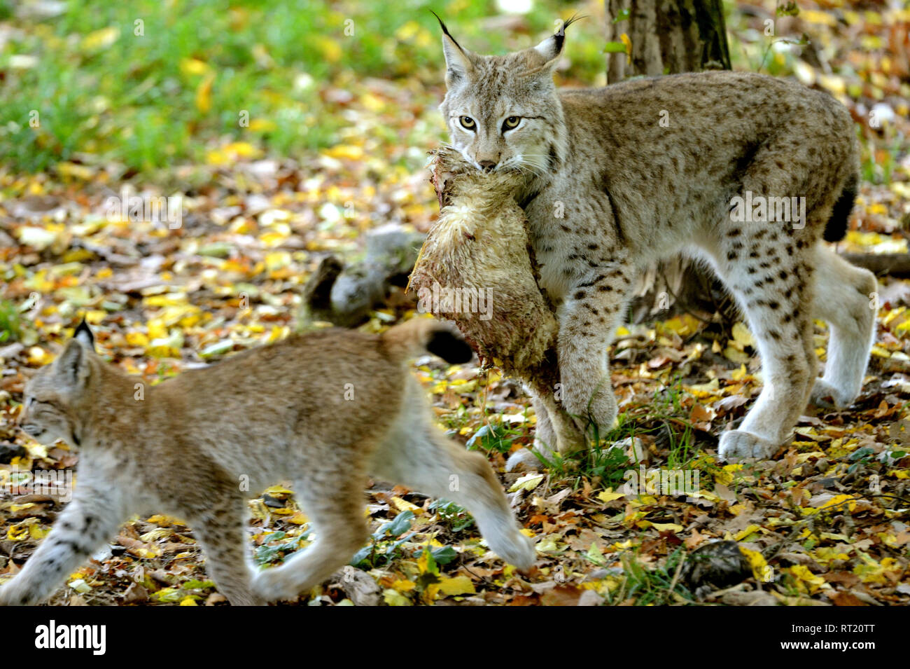 hunter, to great cat, cat, cats, lynx, lynxes, Lynx, fur animal, fur ...