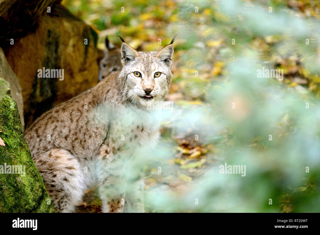 hunter, to great cat, cat, cats, lynx, lynxes, Lynx, fur animal, fur ...