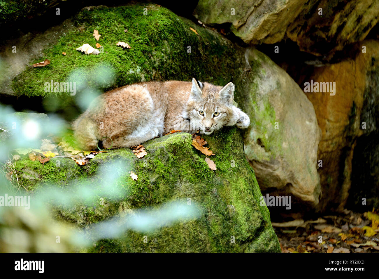 hunter, to great cat, cat, cats, lynx, lynxes, Lynx, fur animal, fur ...