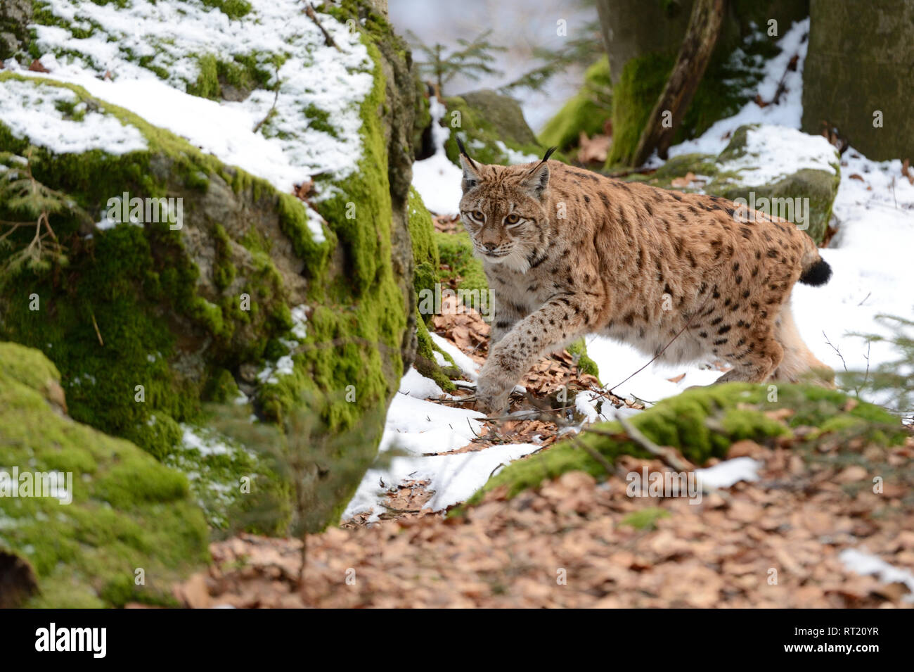 hunter, to great cat, cat, cats, lynx, lynxes, Lynx, fur animal, fur ...