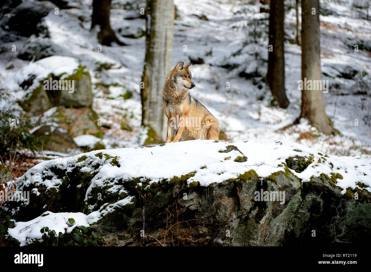 Canine, Canis lupus, European wolf, frost, grey wolf, doggy, Isegrimm ...