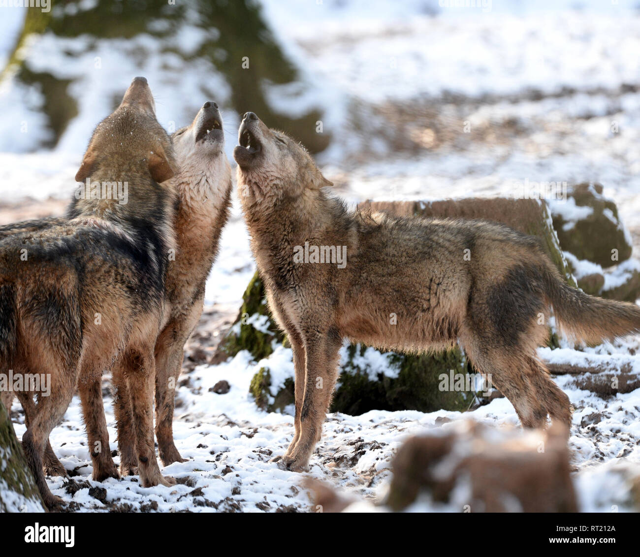 Canine, Canis lupus, local animals, Endemically, European wolf, frost ...