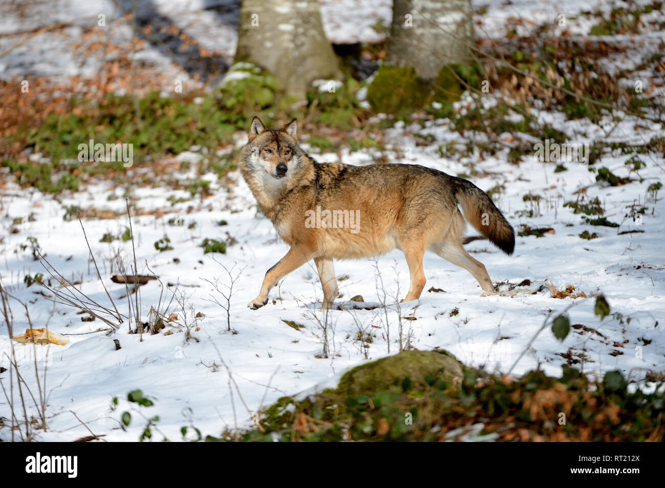 Canine, Canis lupus, European wolf, frost, grey wolf, doggy, Isegrimm ...