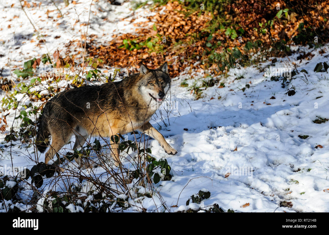 Canine, Canis lupus, European wolf, frost, grey wolf, doggy, Isegrimm ...