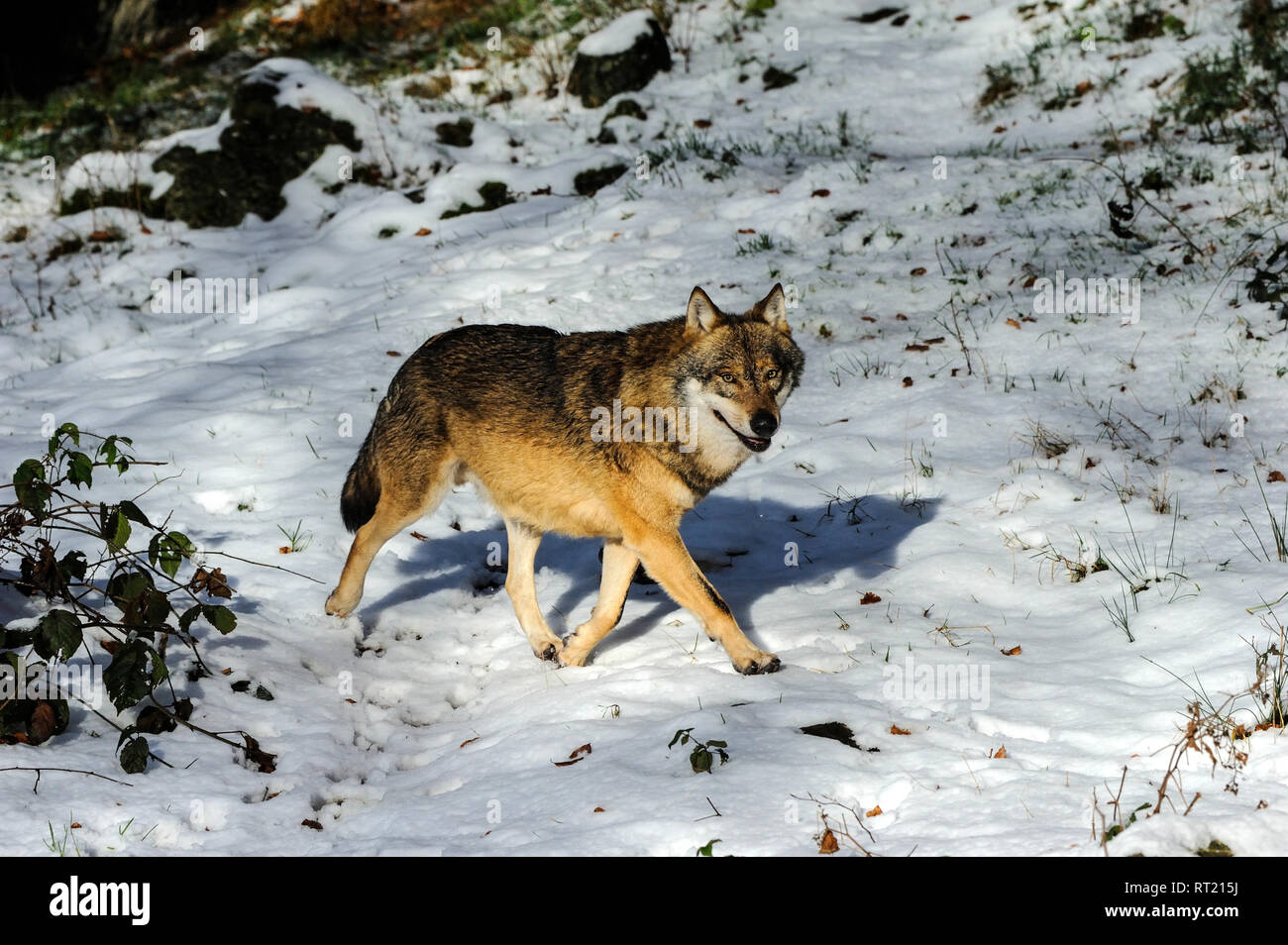 Canine, Canis lupus, European wolf, frost, grey wolf, doggy, Isegrimm ...