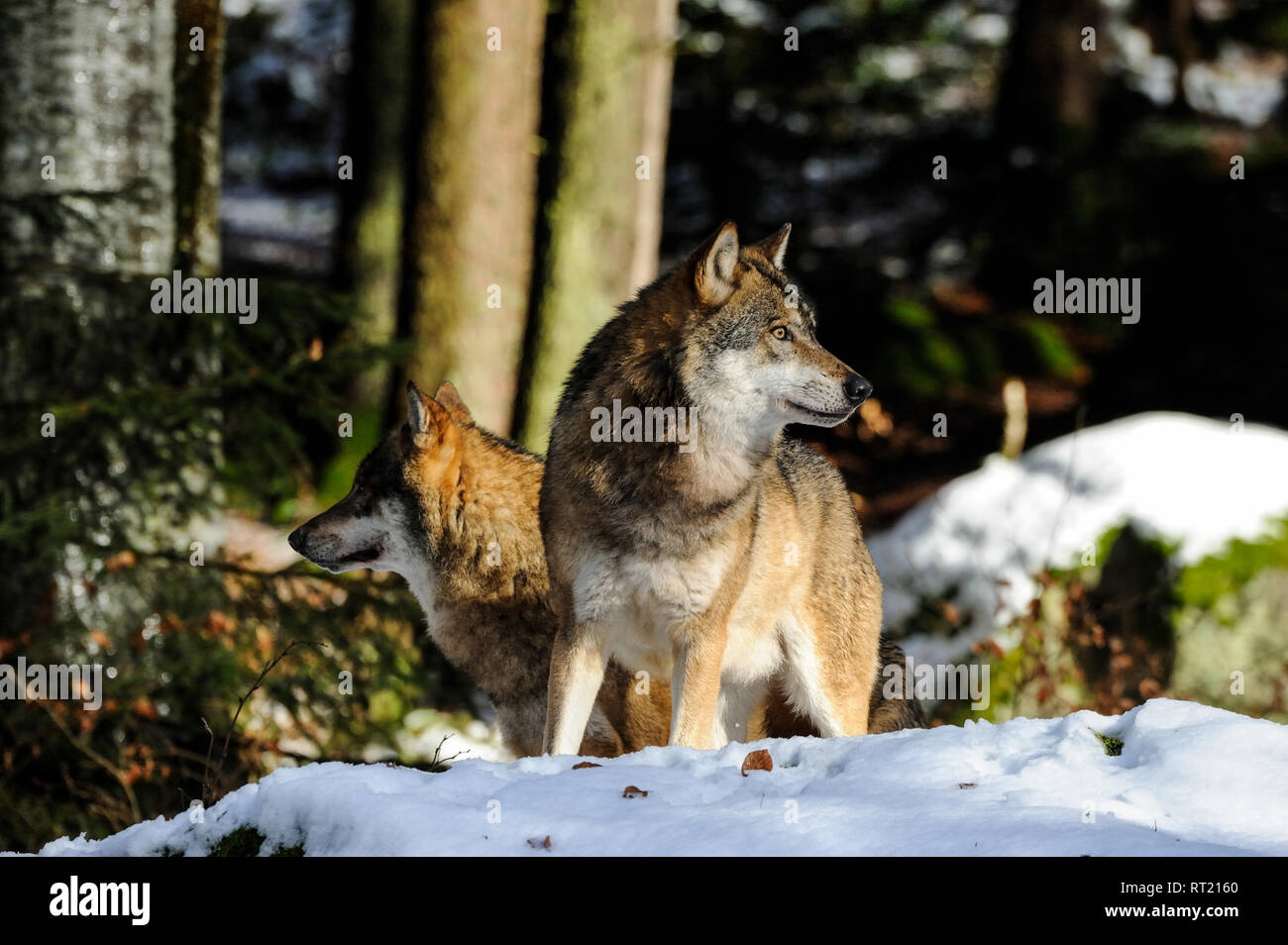 Canine, Canis lupus, European wolf, frost, grey wolf, doggy, Isegrimm, cold, emergency time ...