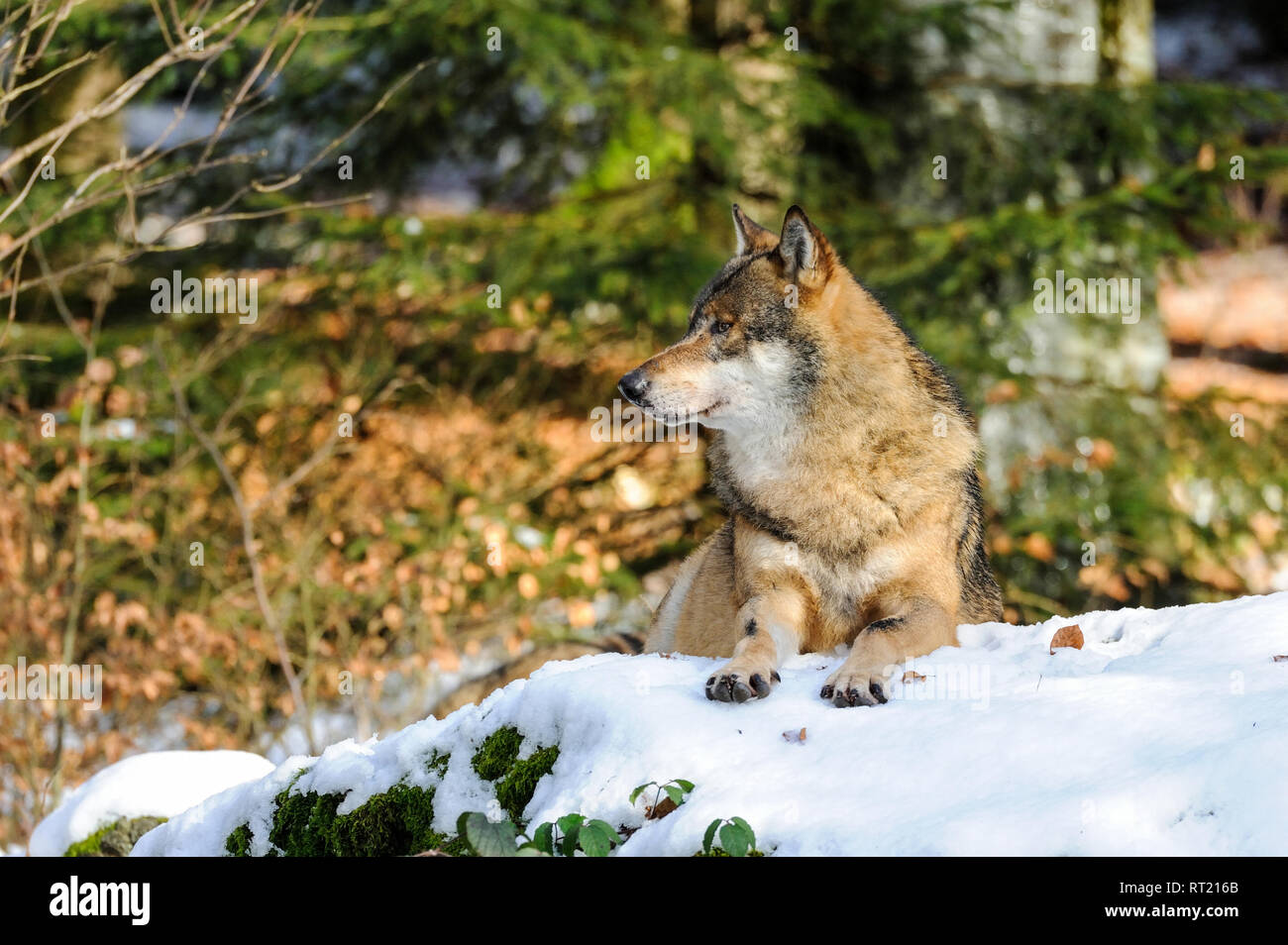 Canine, Canis lupus, European wolf, frost, grey wolf, doggy, Isegrimm ...