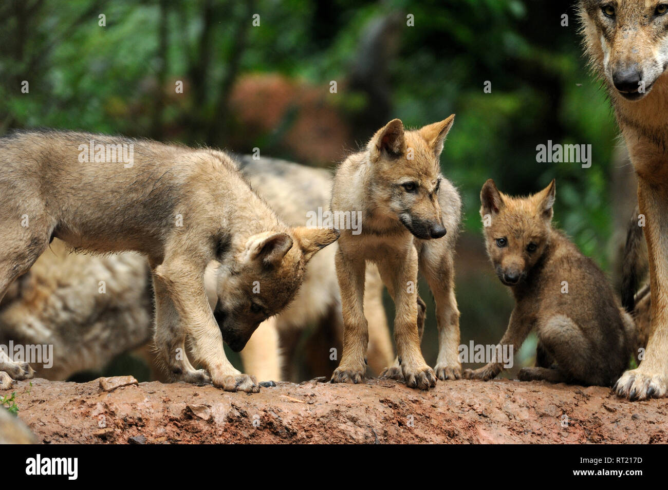 Canine, Canis lupus, European wolf, grey wolf, grey wolf, doggy ...