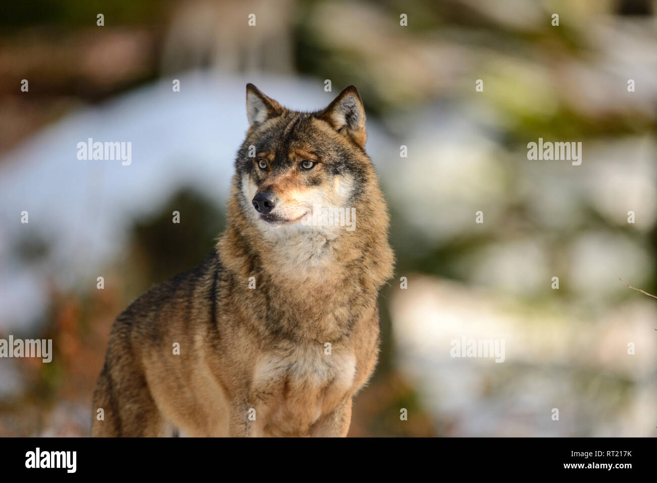 Canine, Canis lupus, European wolf, frost, grey wolf, doggy, Isegrimm ...