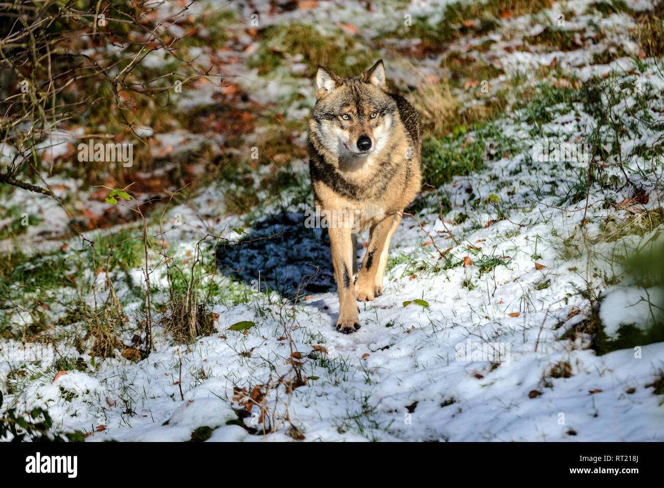 Canine, Canis lupus, European wolf, frost, grey wolf, doggy, Isegrimm ...