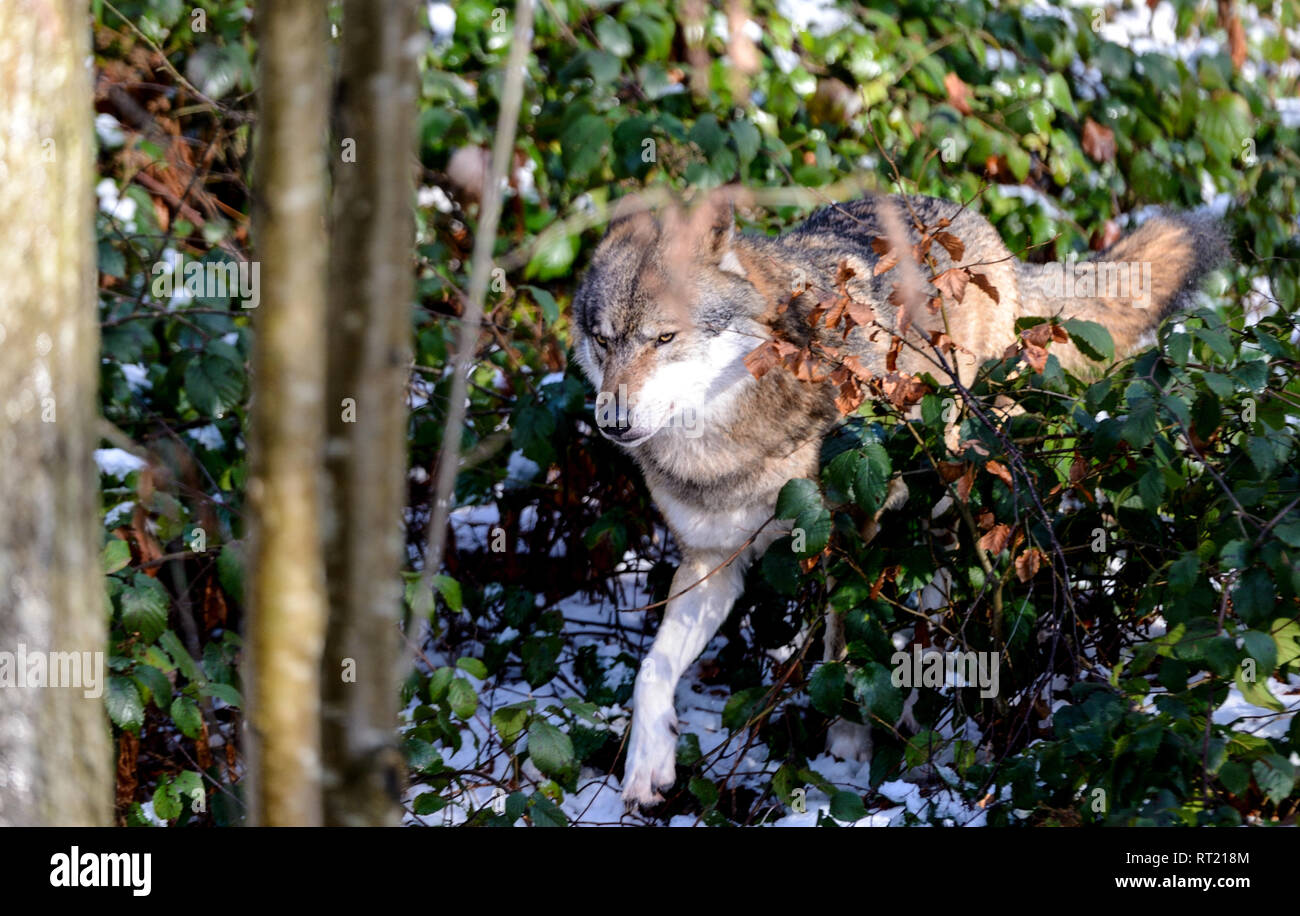 Canine, Canis lupus, European wolf, frost, grey wolf, doggy, Isegrimm ...