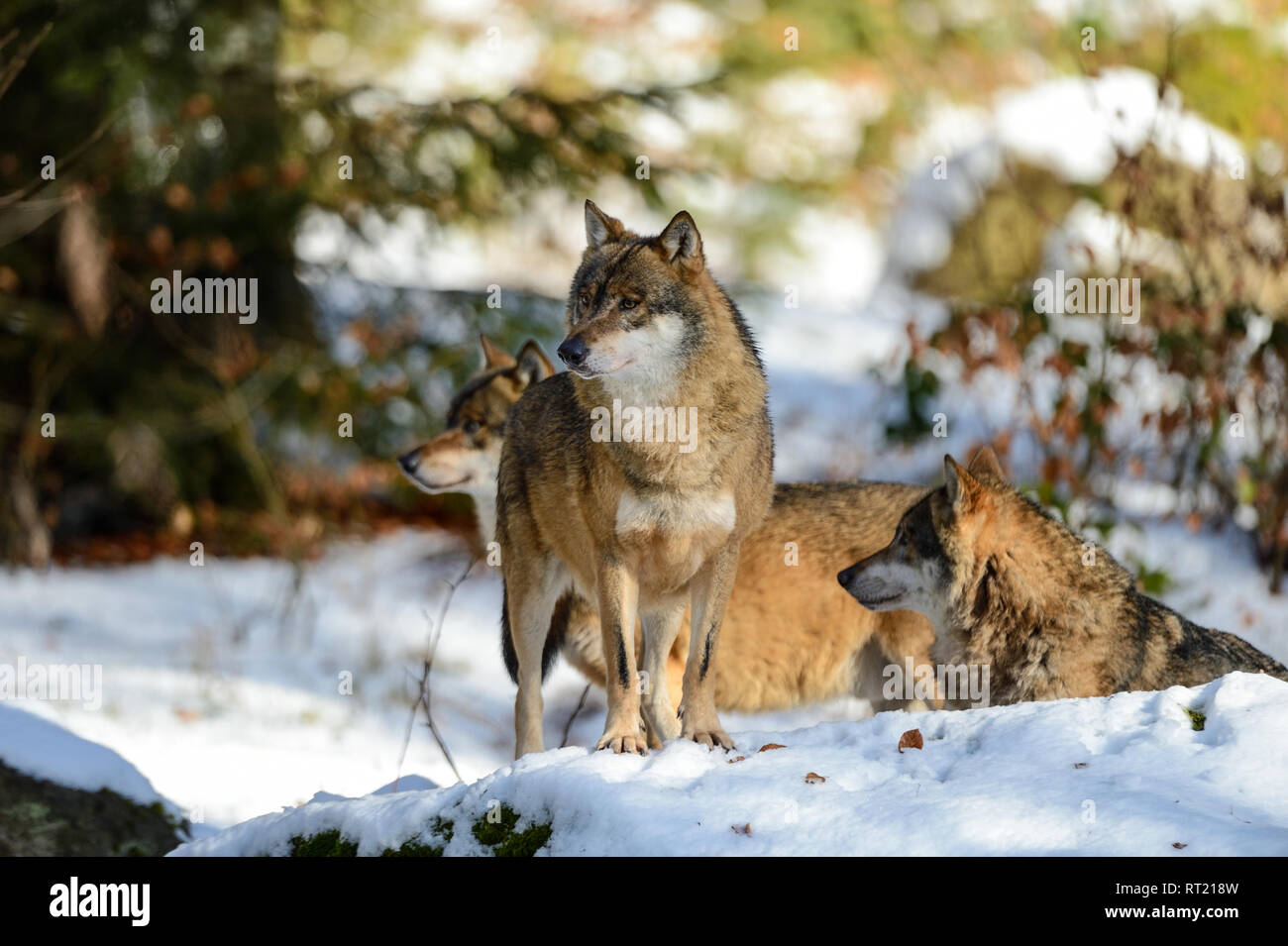 Canine, Canis lupus, European wolf, frost, grey wolf, doggy, Isegrimm ...