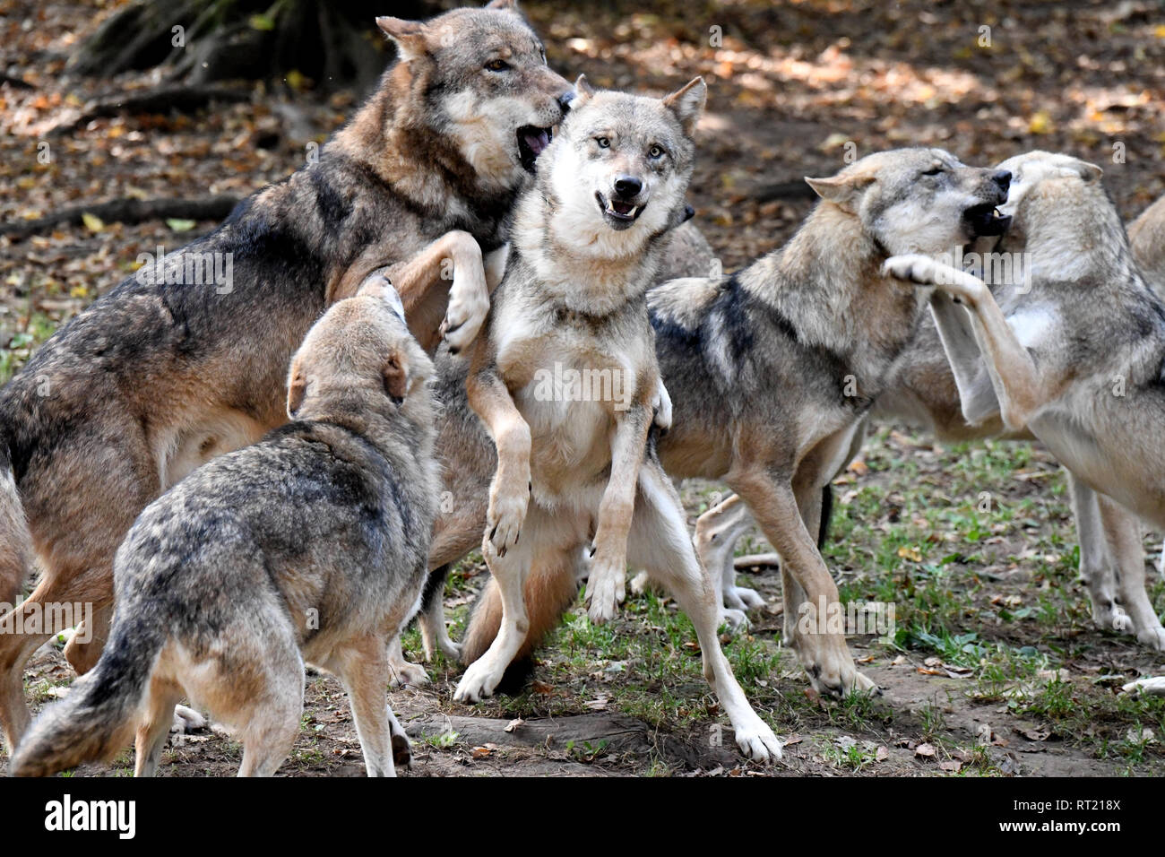 Wolf herds hi-res stock photography and images - Alamy