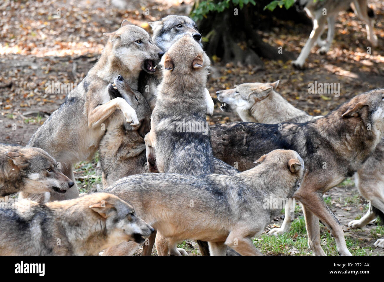 Canine, Canis lupus, European wolf, grey wolf, grey wolf, howling ...