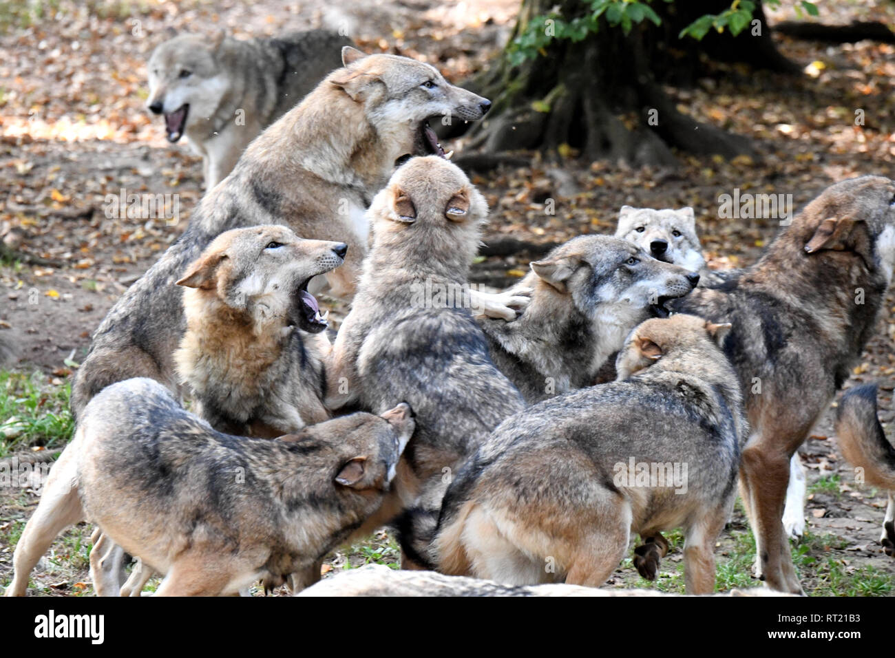 Howling wolves hi-res stock photography and images - Alamy