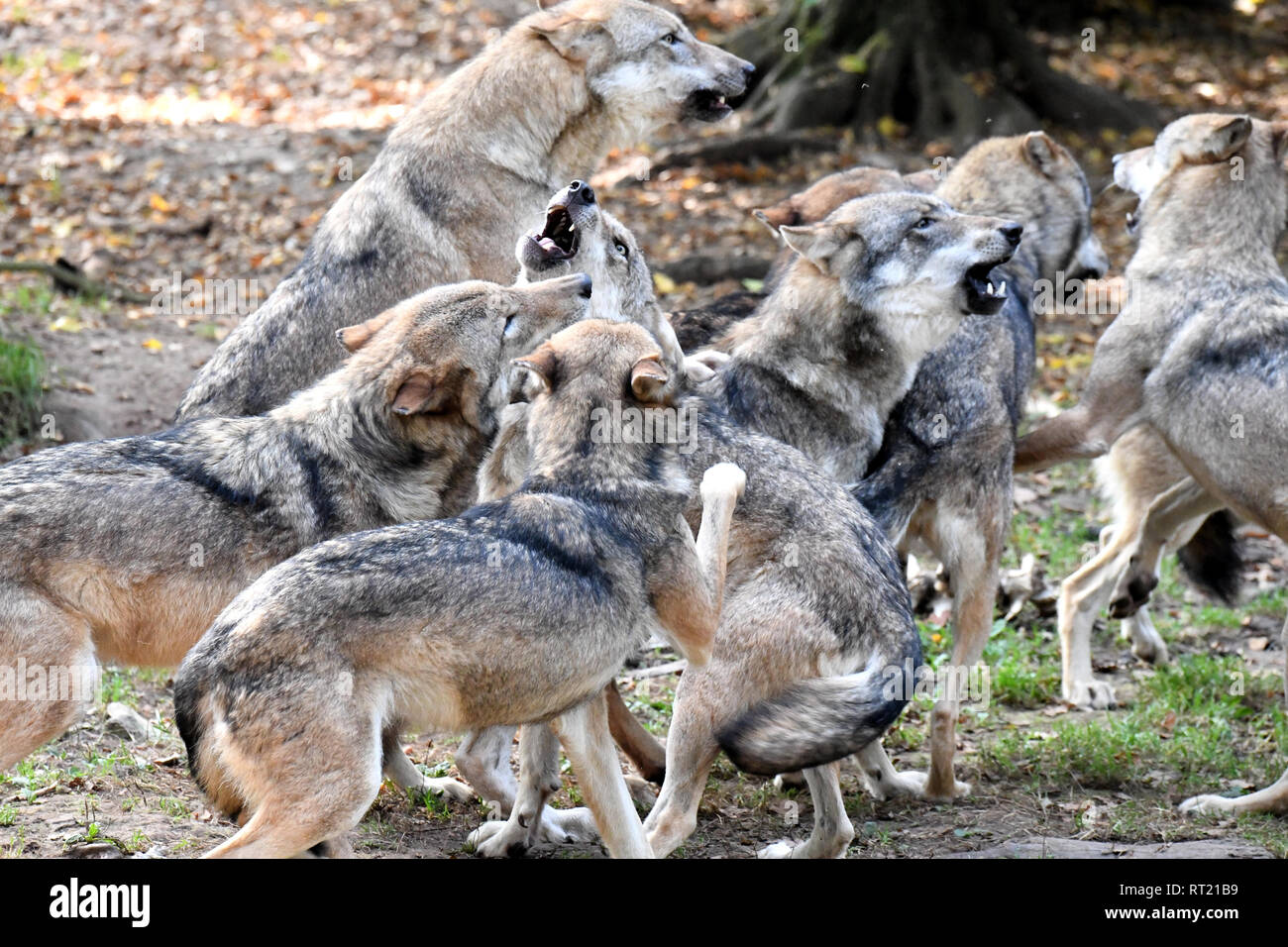 Canine, Canis lupus, European wolf, grey wolf, grey wolf, howling ...