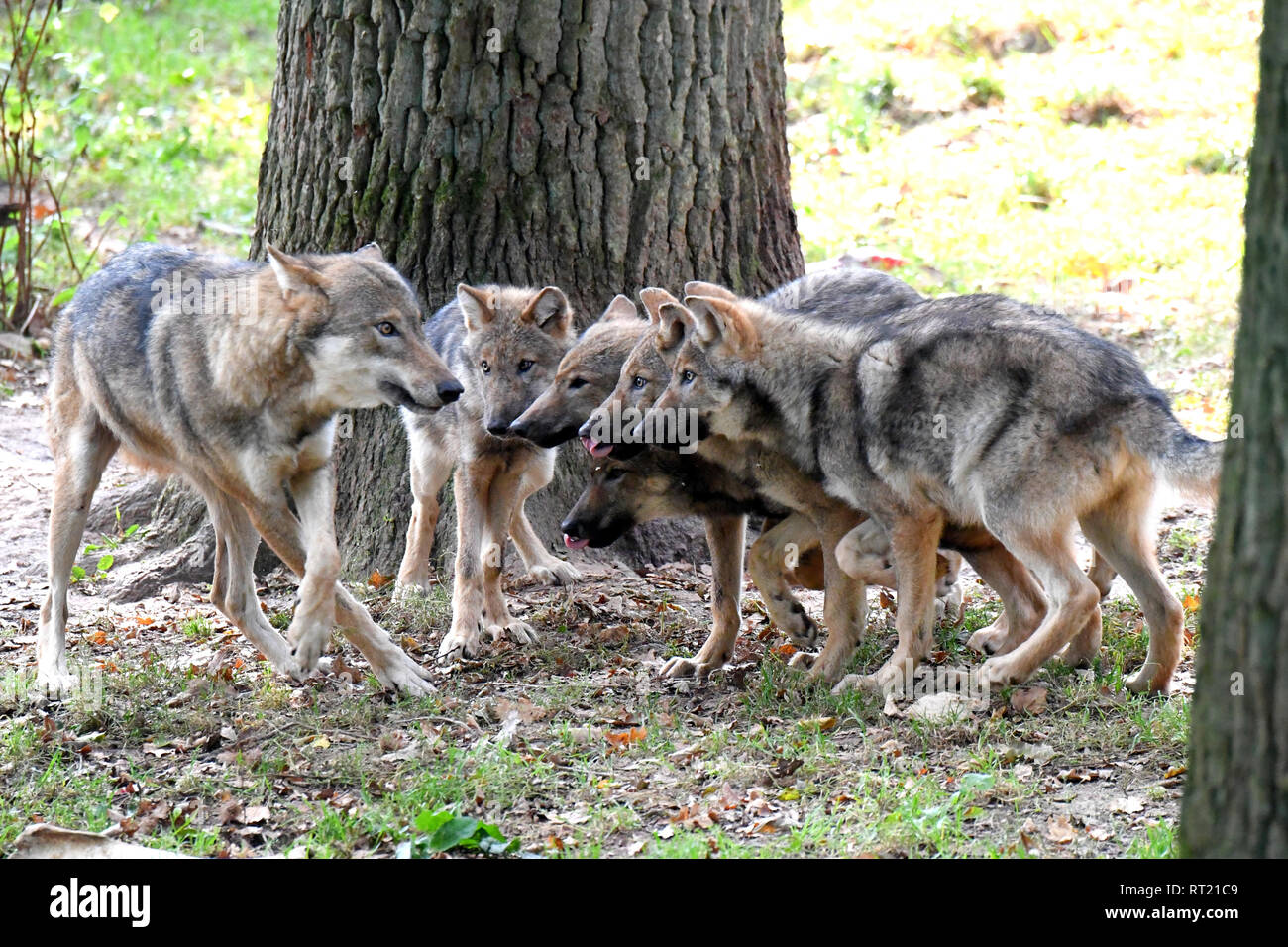 Herd behaviour wolves hi-res stock photography and images - Alamy