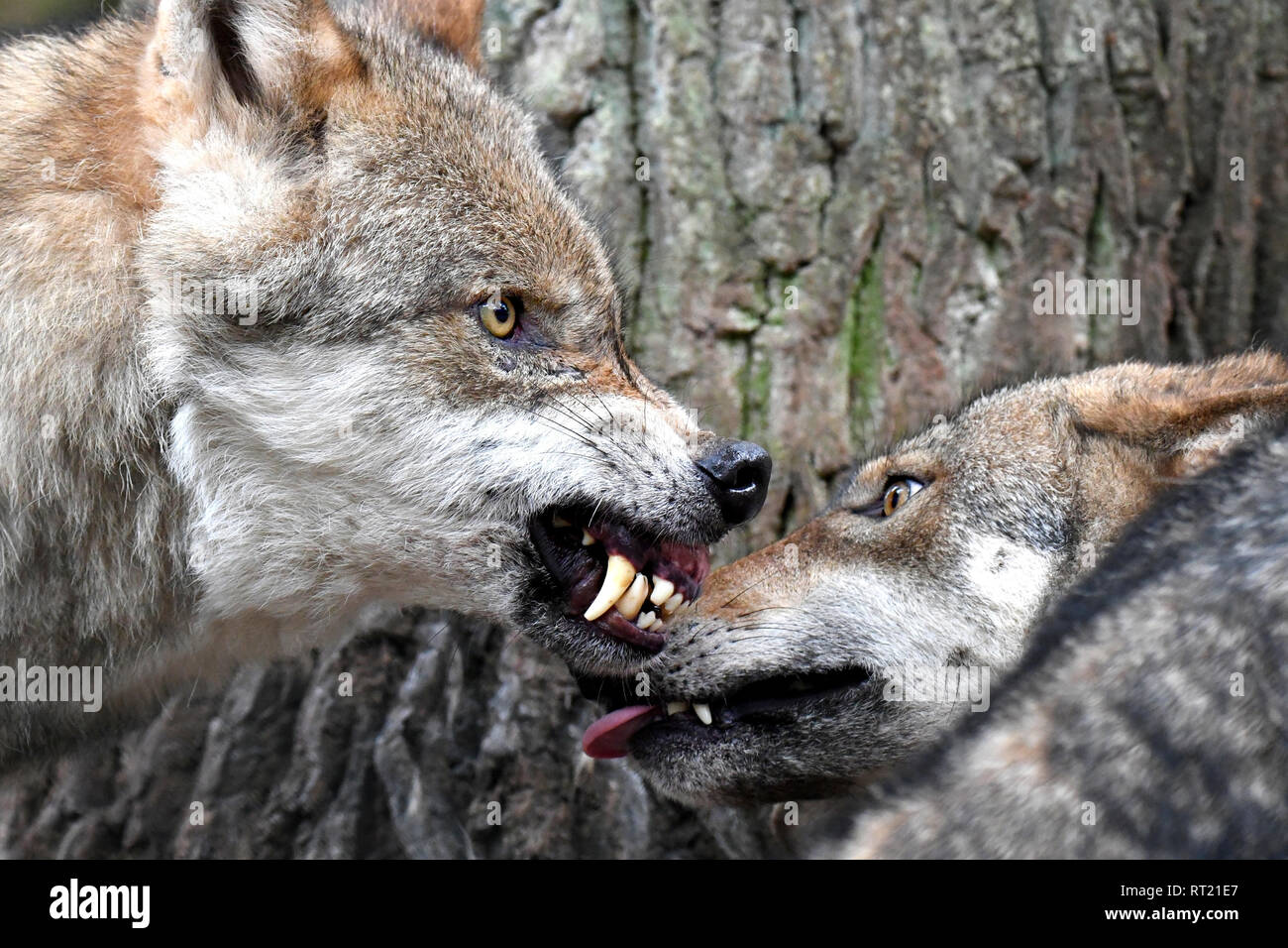 Canine, Canis lupus, European wolf, grey wolf, grey wolf, doggy ...