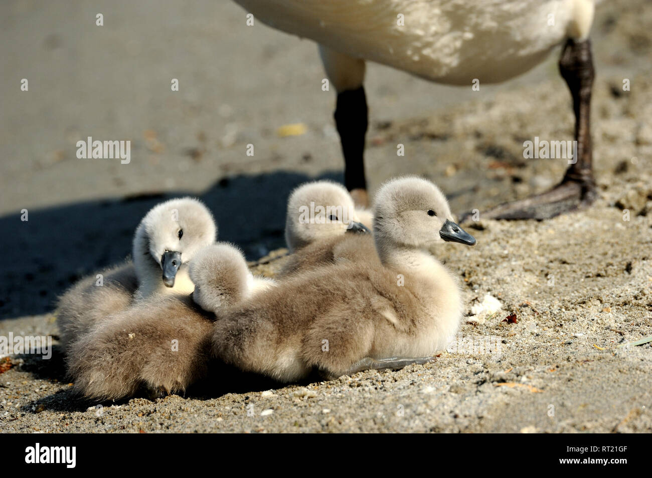 Brood, hatching, Cygnus olor, duck's birds, geese, goose's birds ...