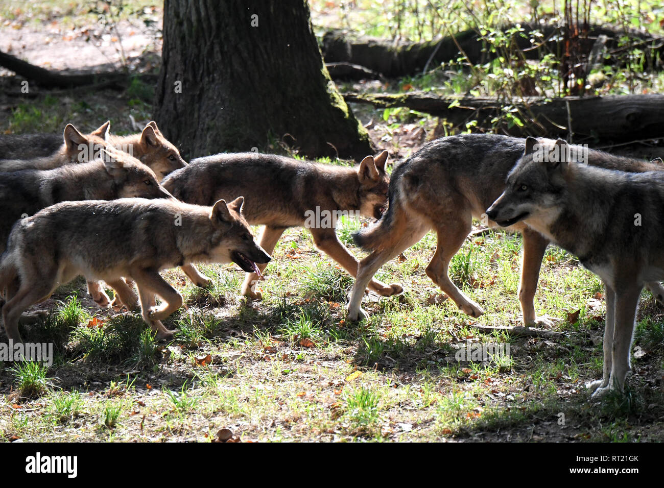 Canine, Canis lupus, European wolf, grey wolf, grey wolf, howling ...