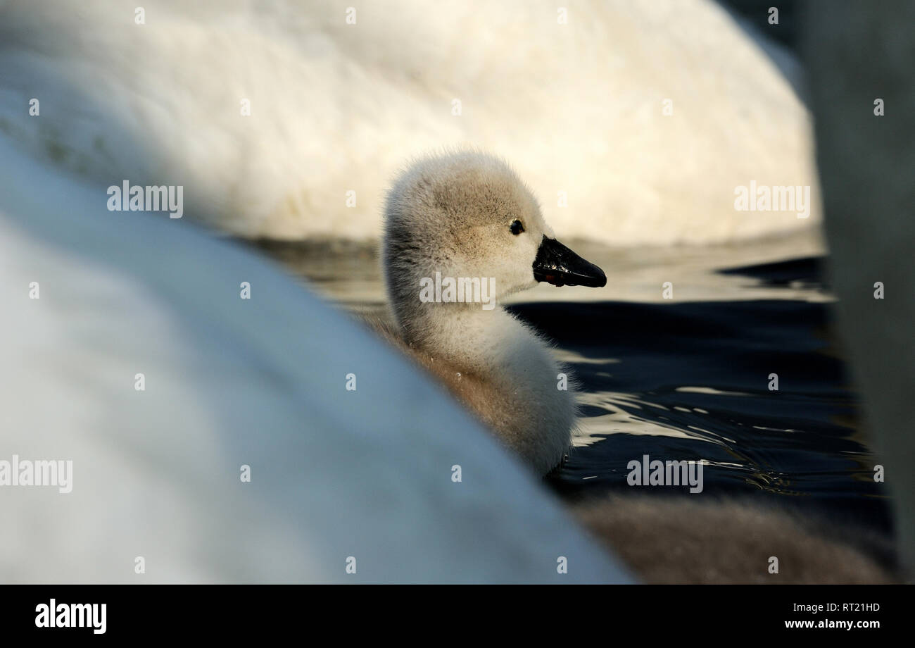 Brood, hatching, Cygnus olor, duck's birds, geese, goose's birds ...