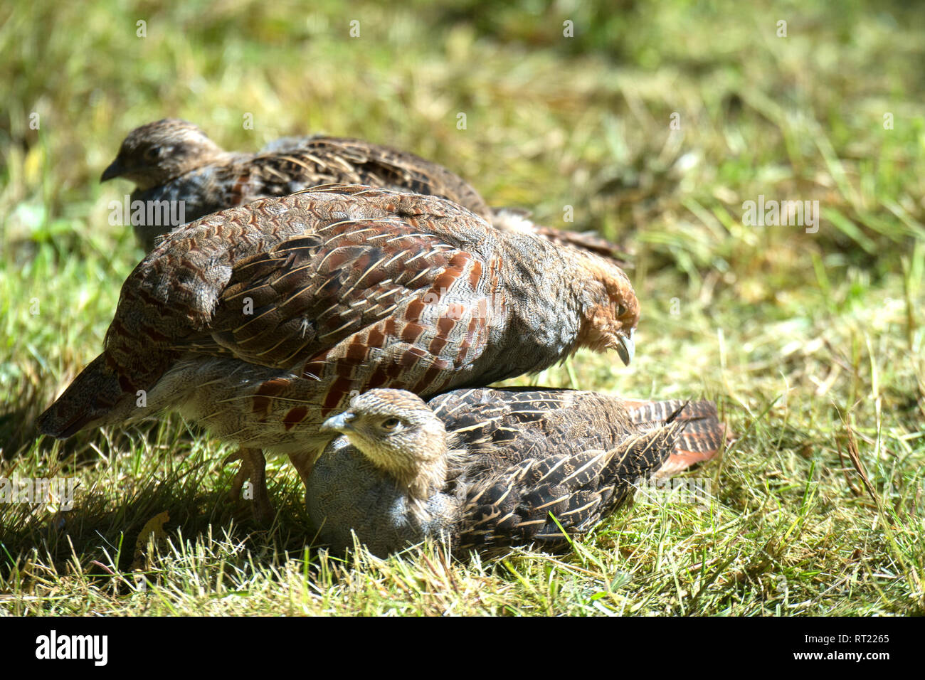 Pheasant-like, partridges, Galliformes, chickens, gallinaceous bird ...