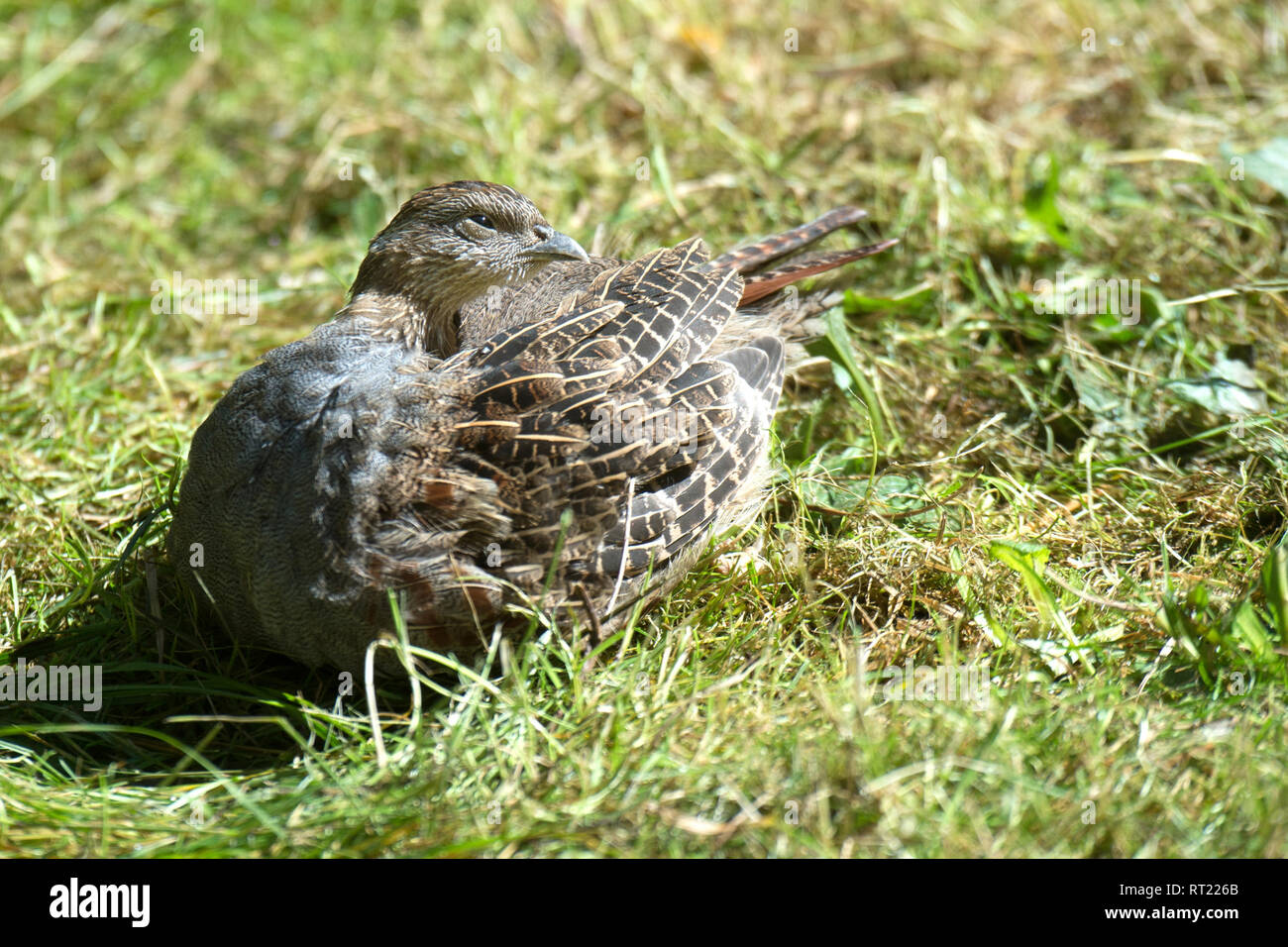 Partr hi-res stock photography and images - Alamy