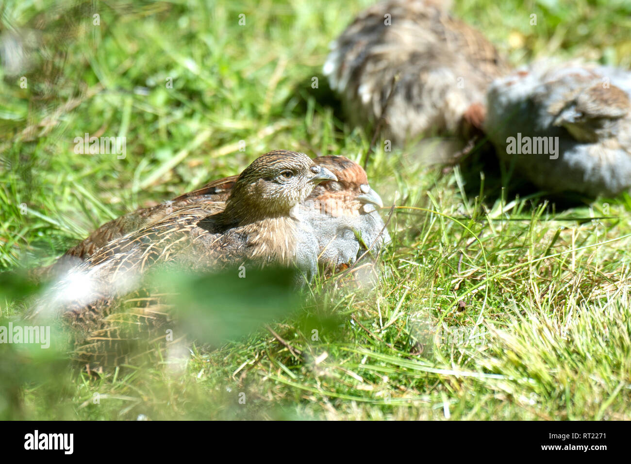 Pheasant-like, partridges, Galliformes, chickens, gallinaceous bird ...