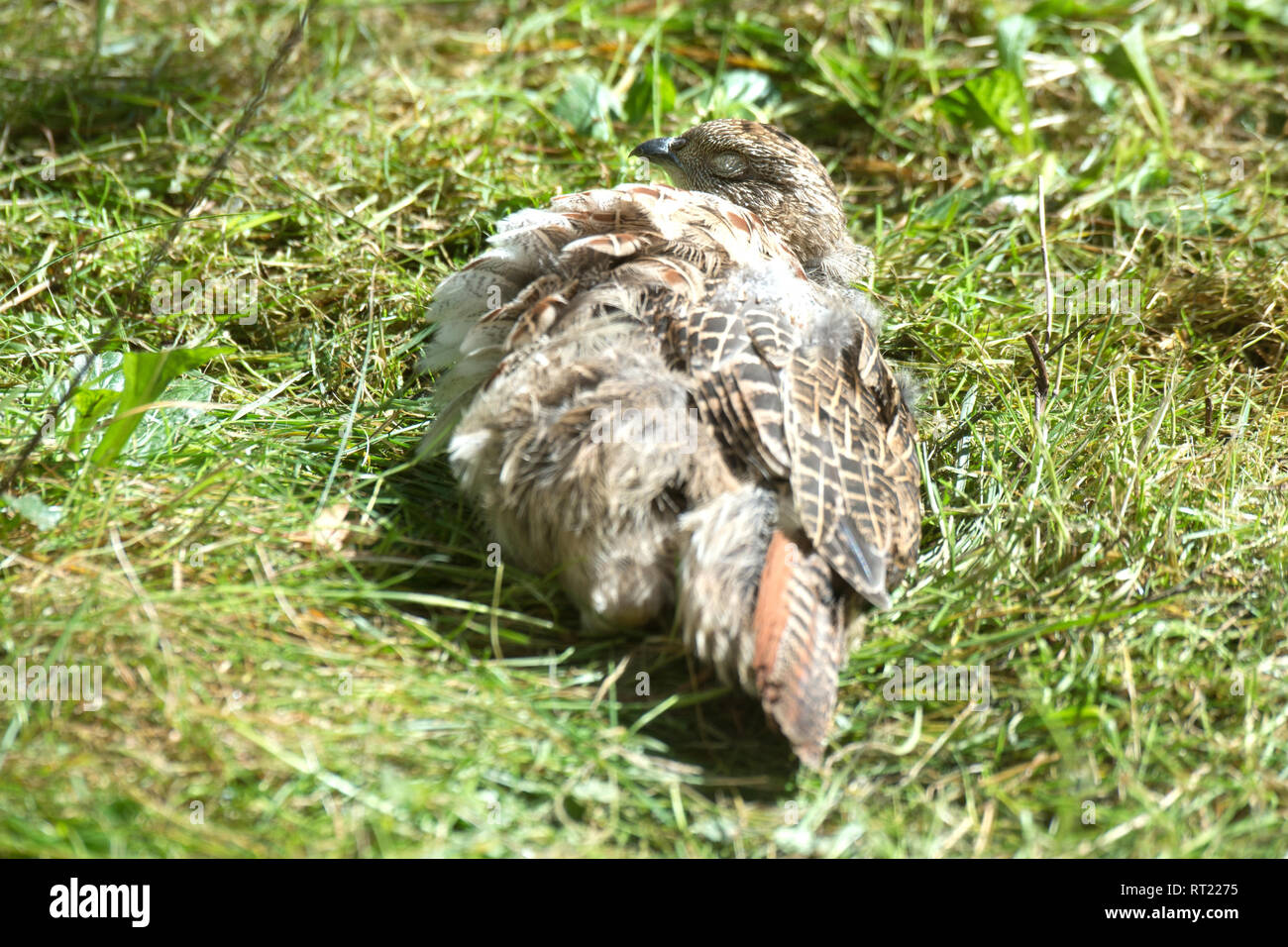 Partr hi-res stock photography and images - Alamy