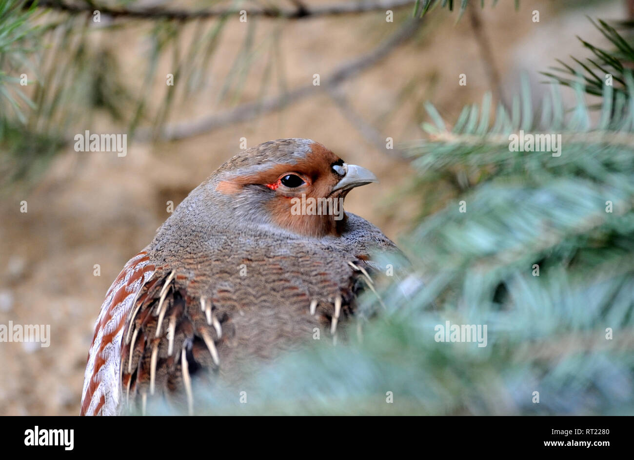 Partridge, Perdix perdix, chickens, gallinaceous bird, wild chickens ...
