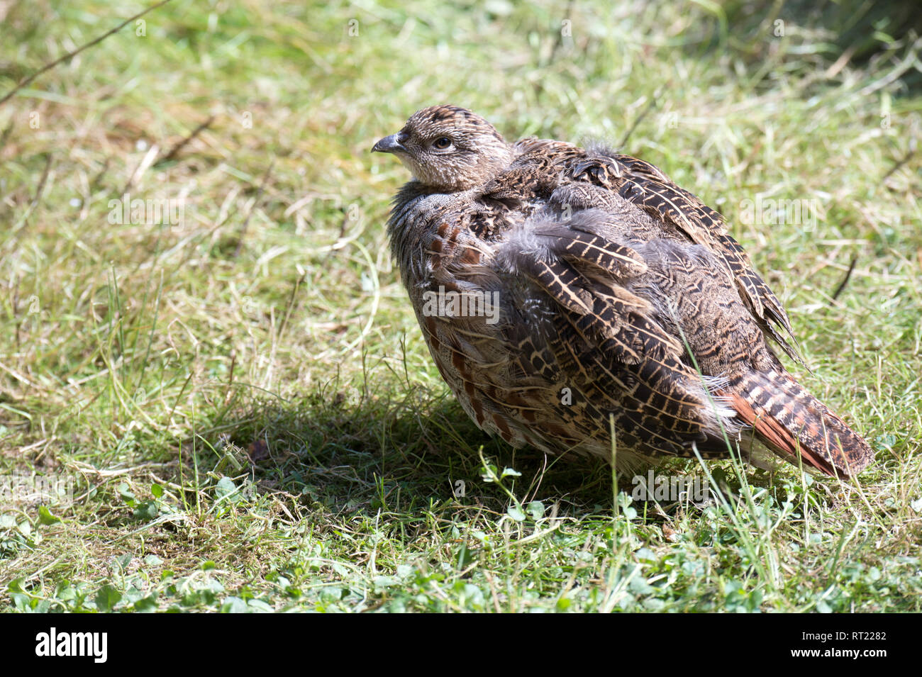 Partr hi-res stock photography and images - Alamy