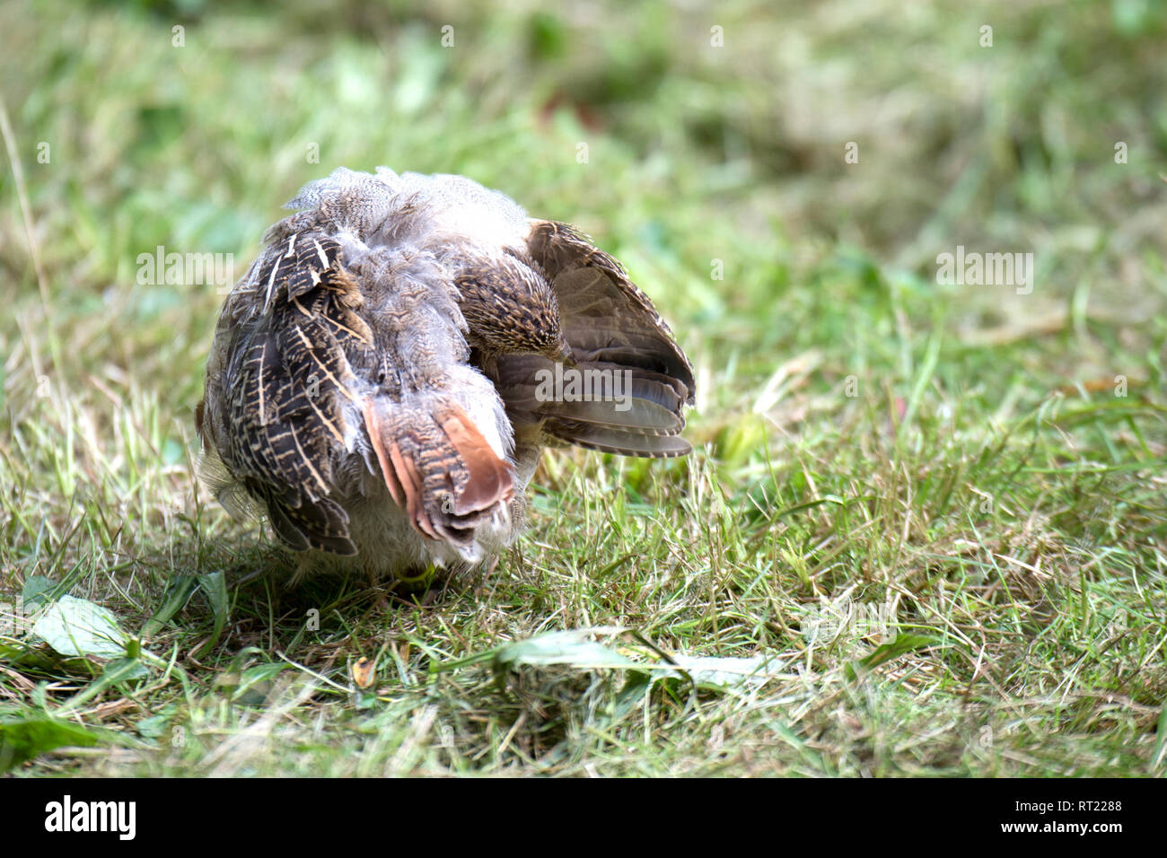 Partr hi-res stock photography and images - Alamy