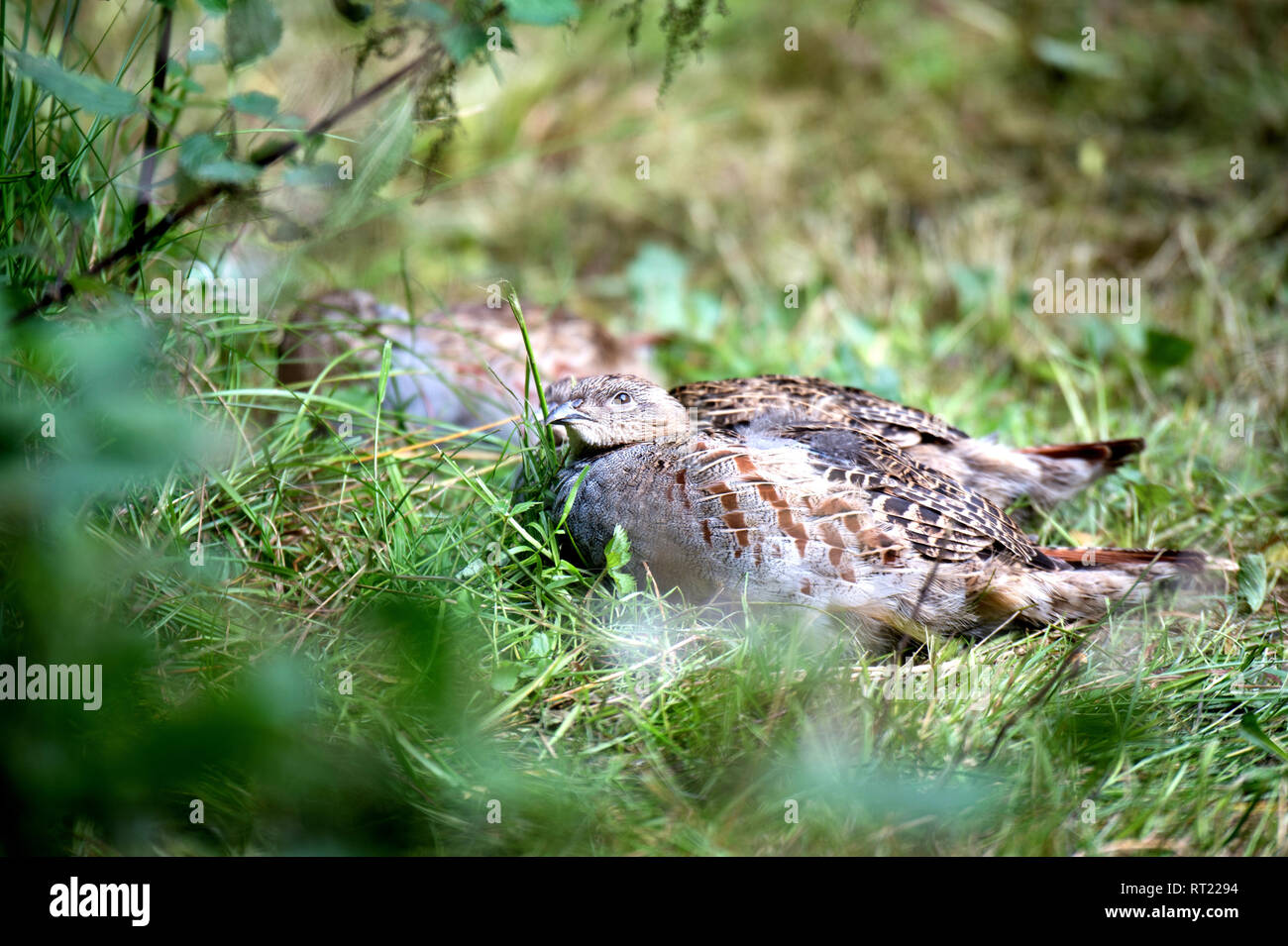 Partr hi-res stock photography and images - Alamy