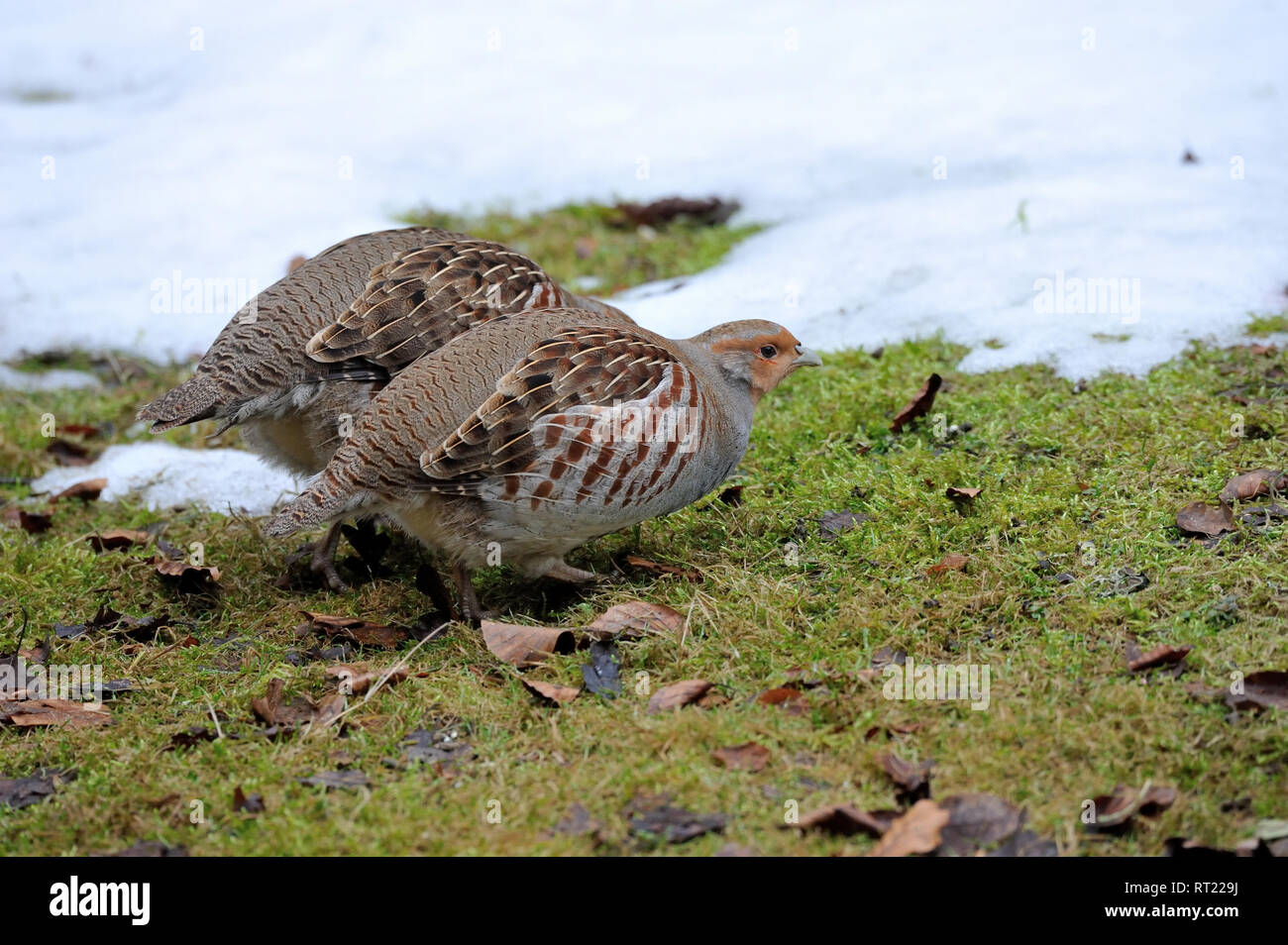 Partridge, Perdix perdix, chickens, gallinaceous bird, wild chickens ...