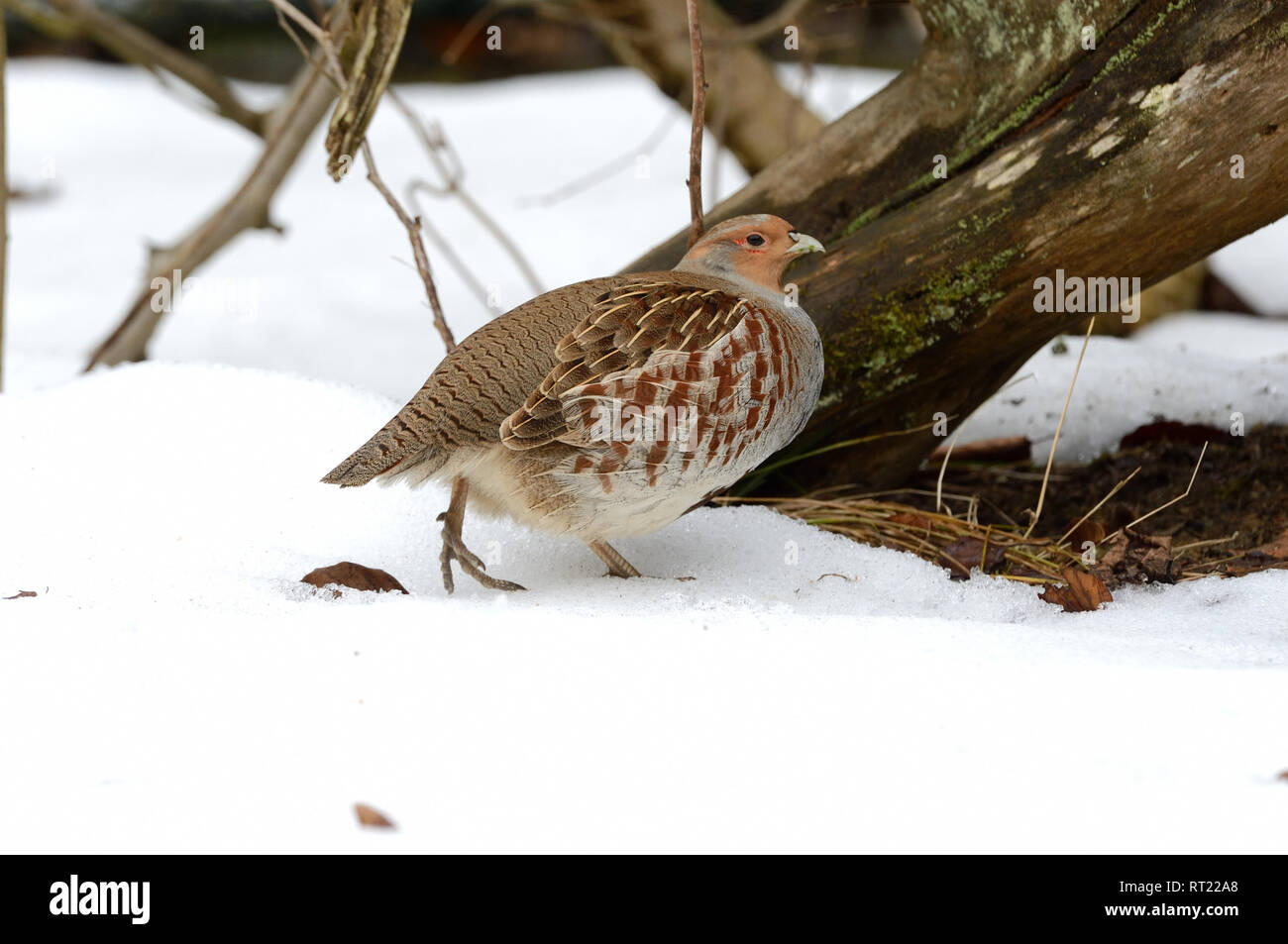 Partridge, Perdix perdix, chickens, gallinaceous bird, wild chickens ...