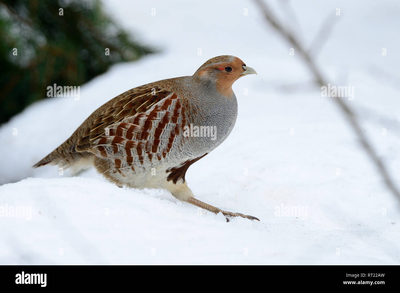 Partridge, Perdix perdix, chickens, gallinaceous bird, wild chickens ...