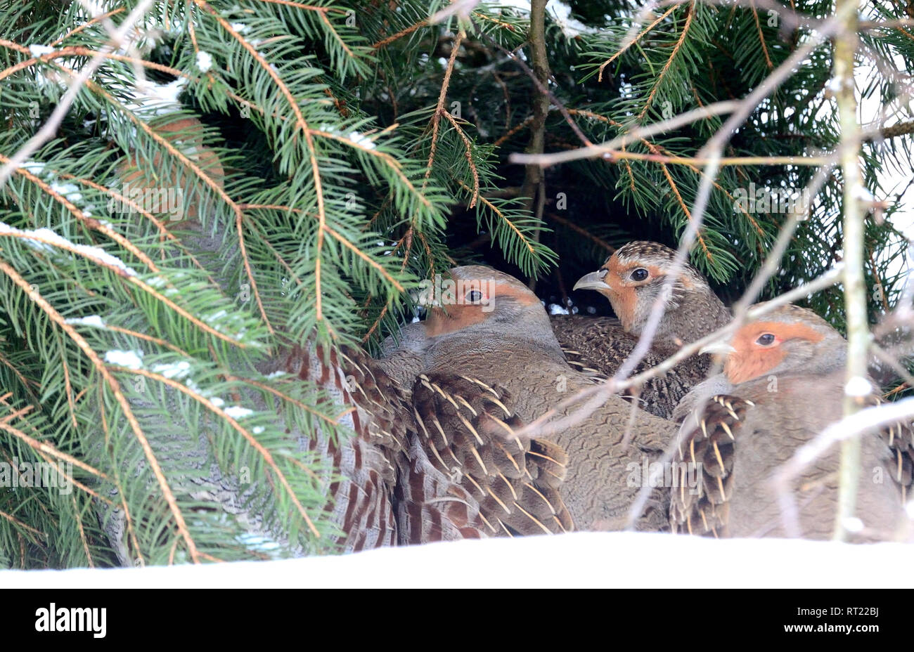 Partridge, Perdix perdix, chickens, gallinaceous bird, wild chickens ...