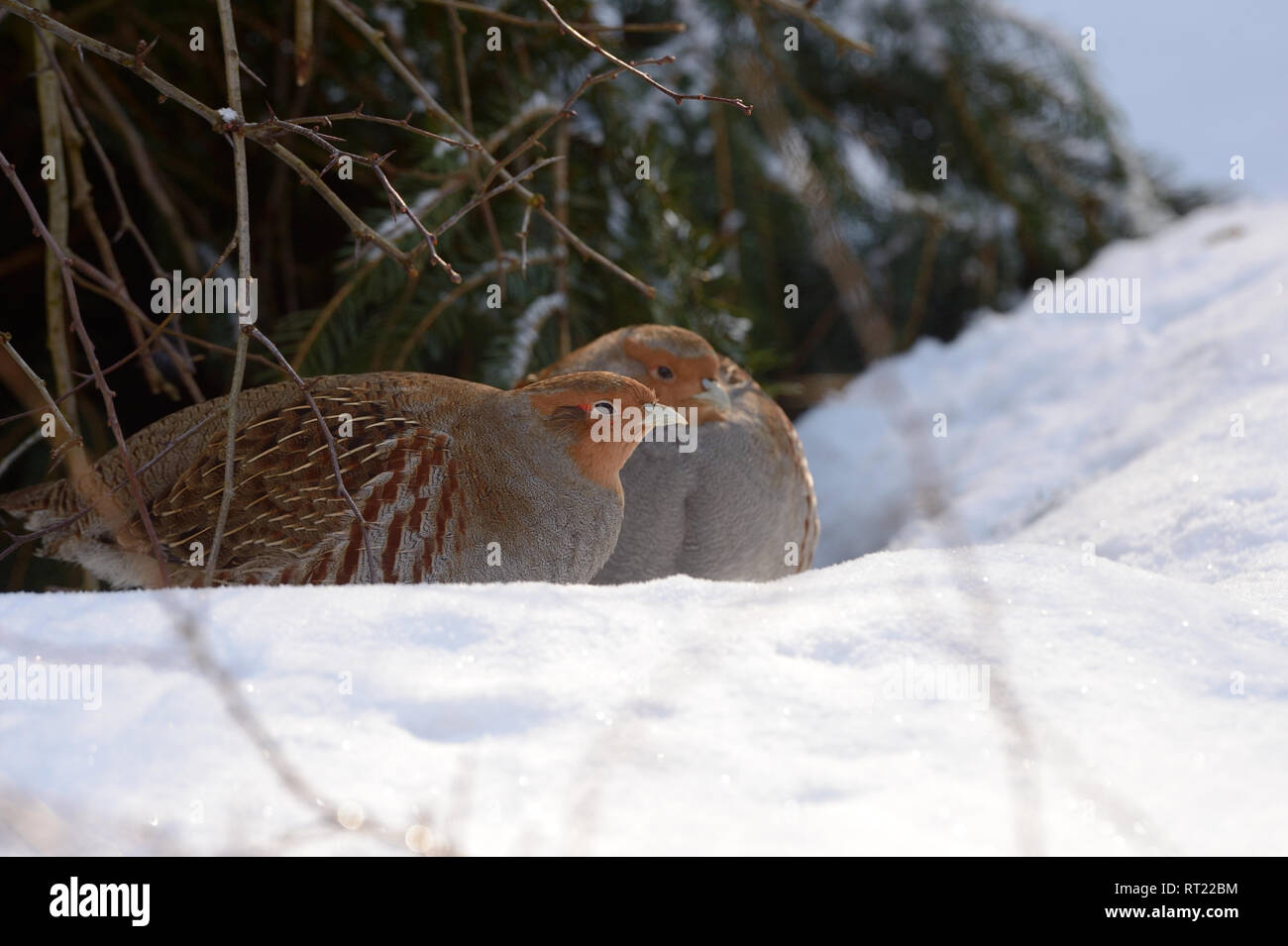 Partridge, Perdix perdix, chickens, gallinaceous bird, wild chickens ...