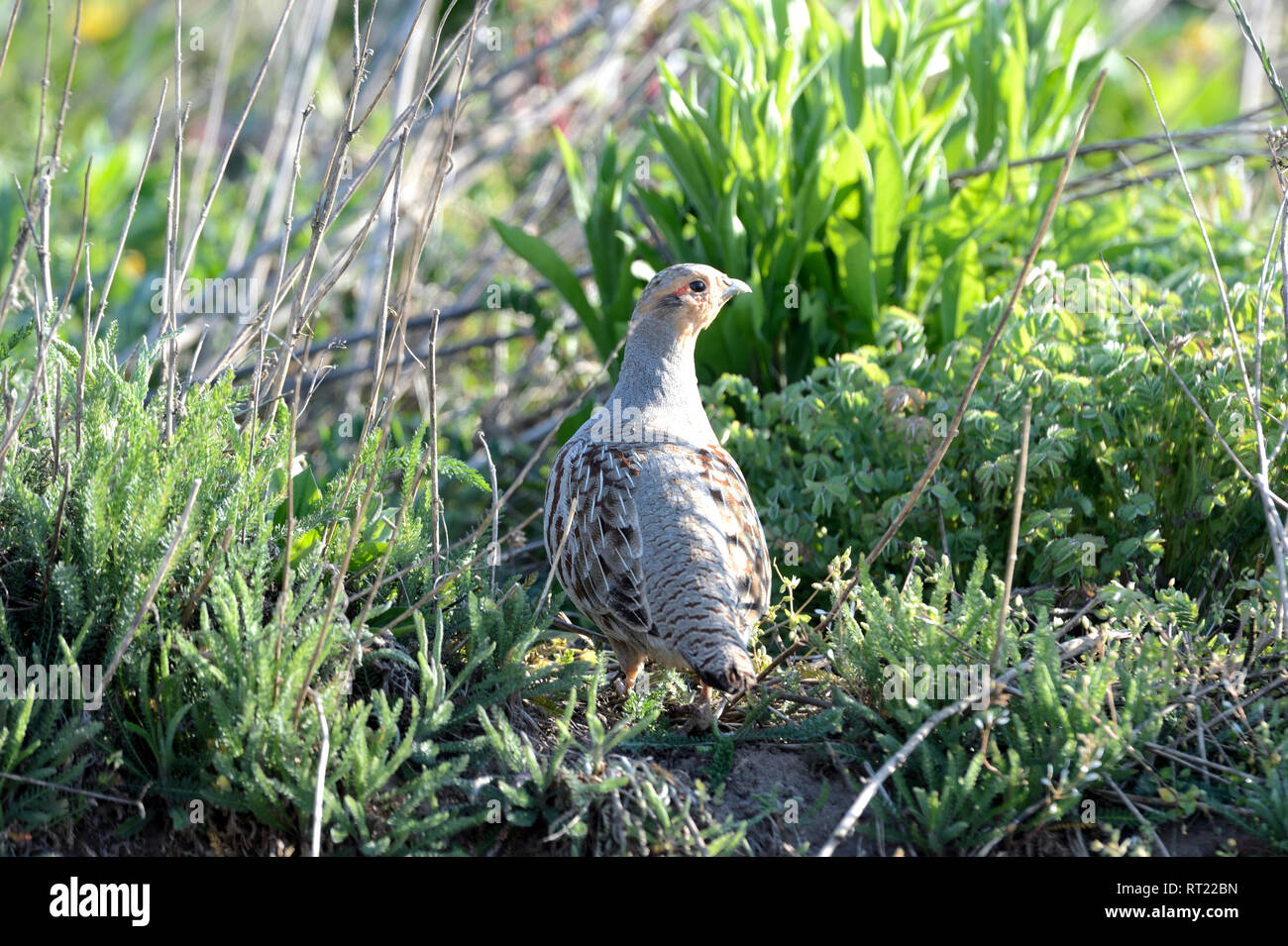 Partridge, Perdix perdix, chickens, gallinaceous bird, wild chickens ...