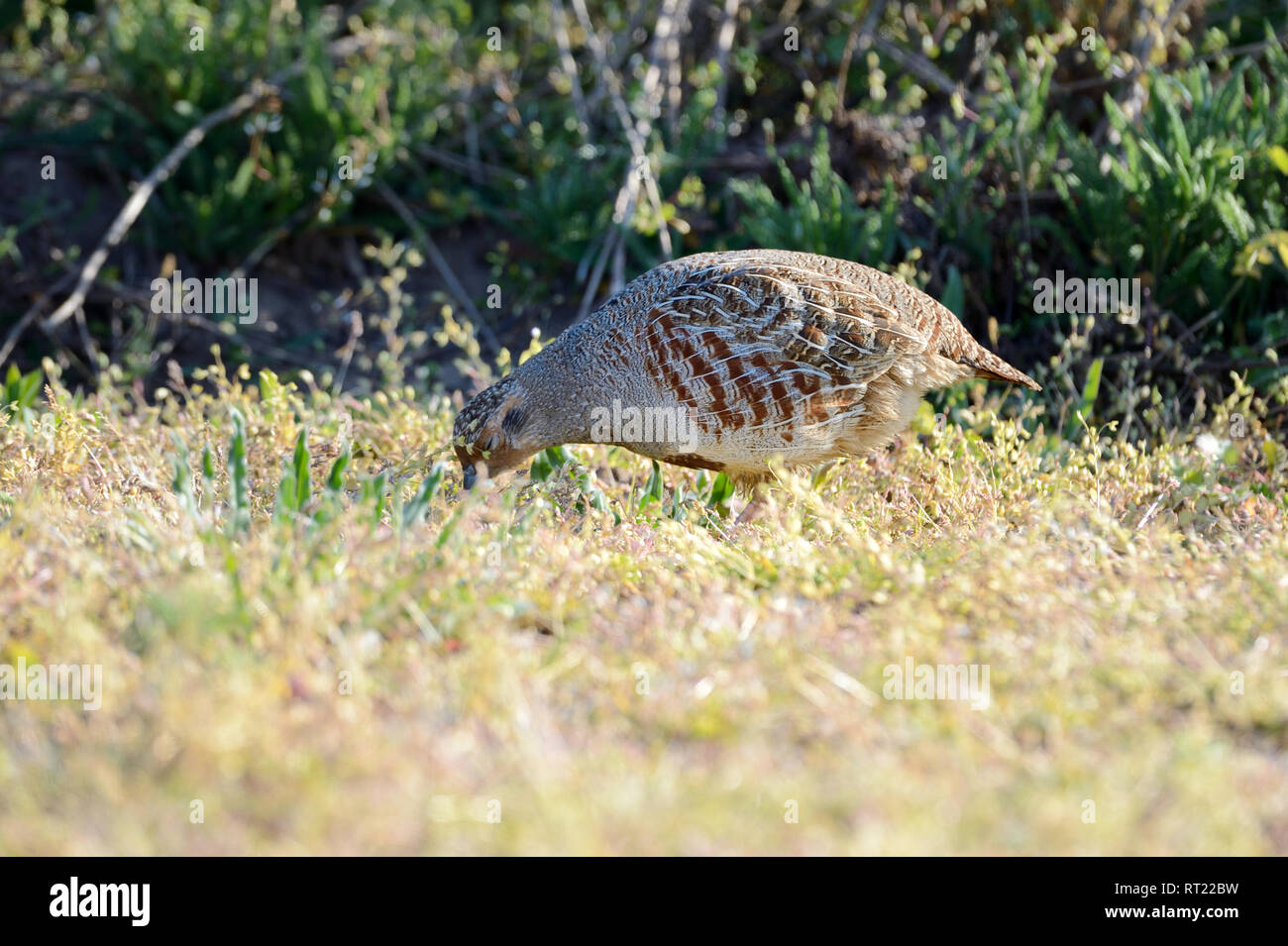 Partridge, Perdix perdix, chickens, gallinaceous bird, wild chickens ...