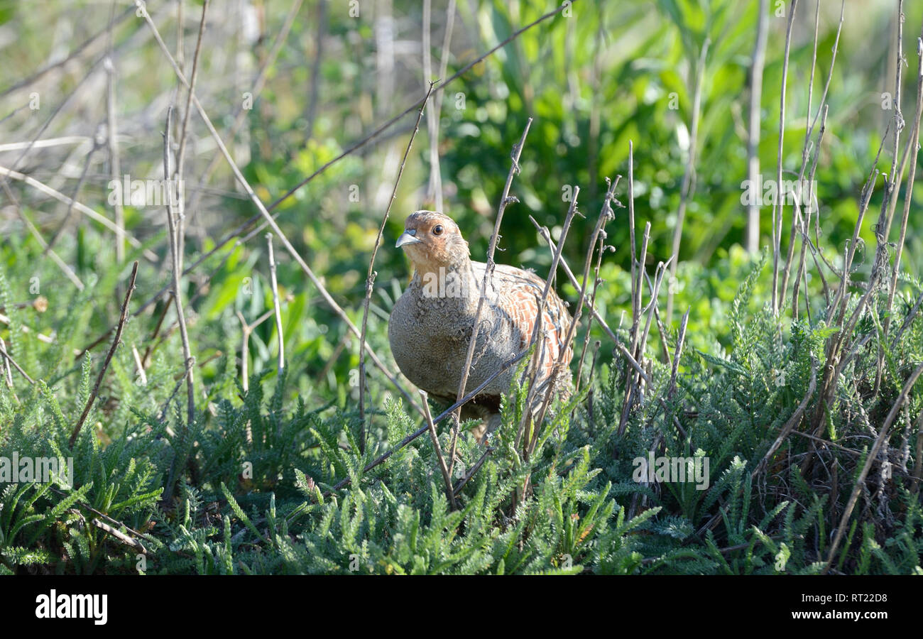 Partridge, Perdix perdix, chickens, gallinaceous bird, wild chickens ...