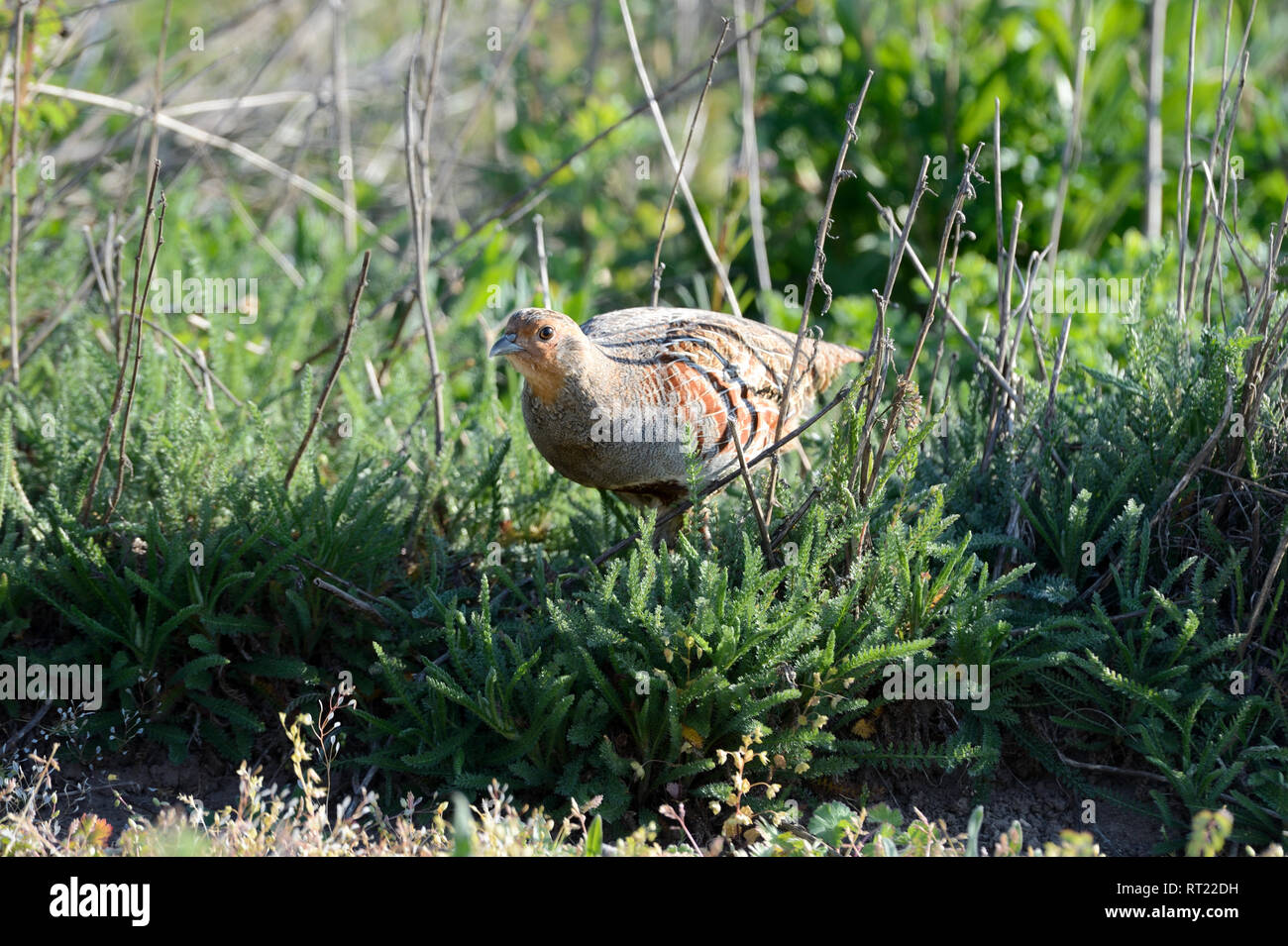 Partridge, Perdix perdix, chickens, gallinaceous bird, wild chickens ...
