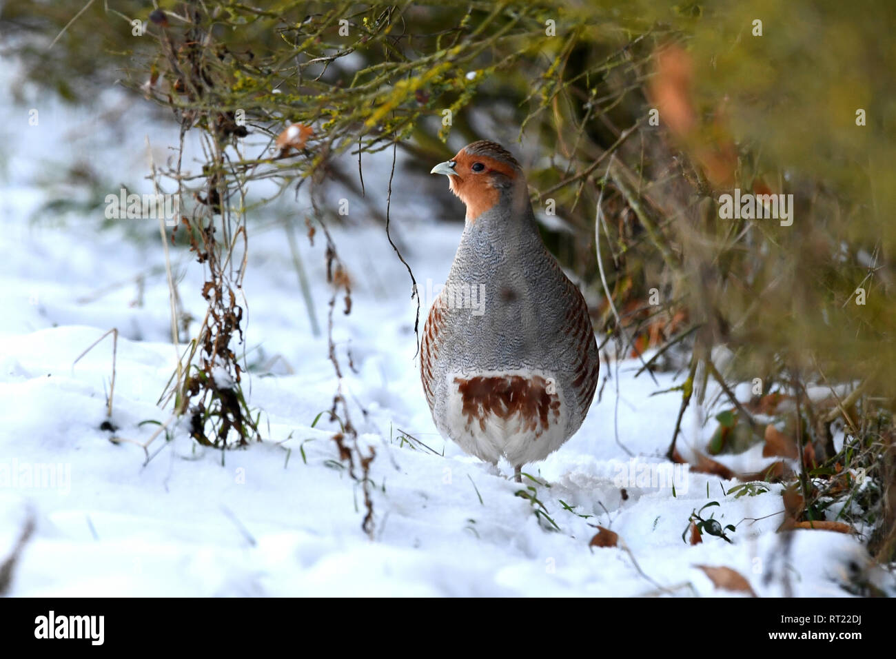 Pheasant-like, partridges, Galliformes, chickens, gallinaceous bird ...