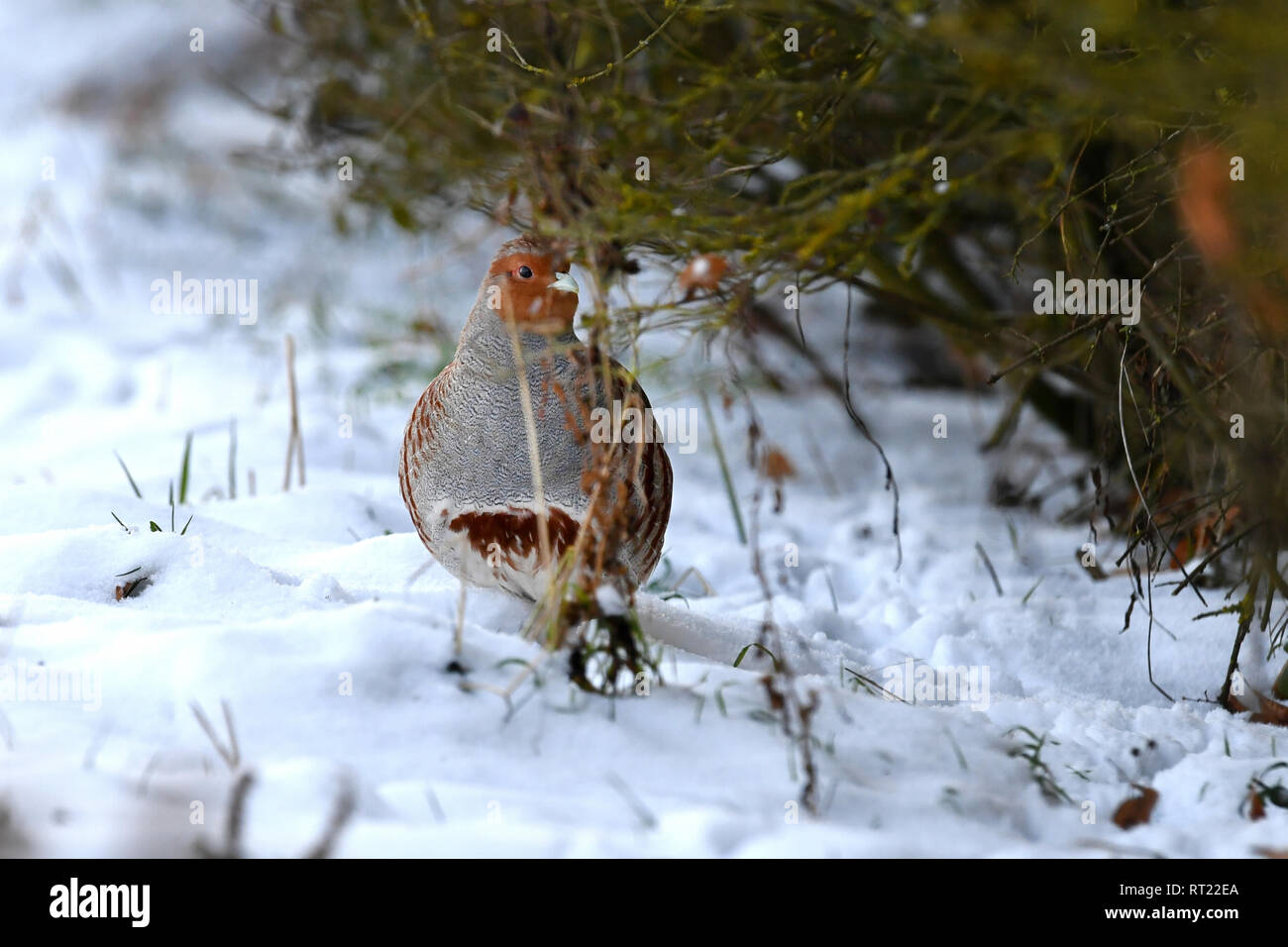 Pheasant-like, partridges, Galliformes, chickens, gallinaceous bird ...