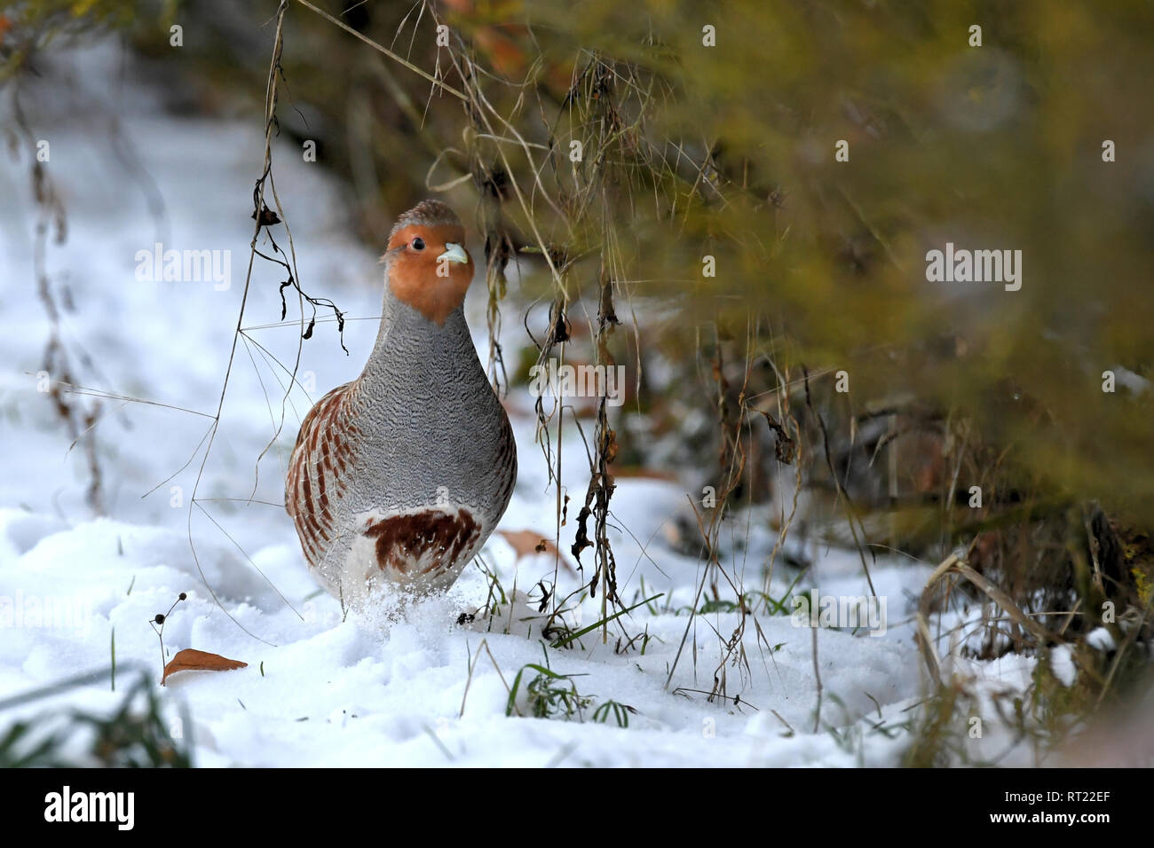 Pheasant-like, partridges, Galliformes, chickens, gallinaceous bird ...