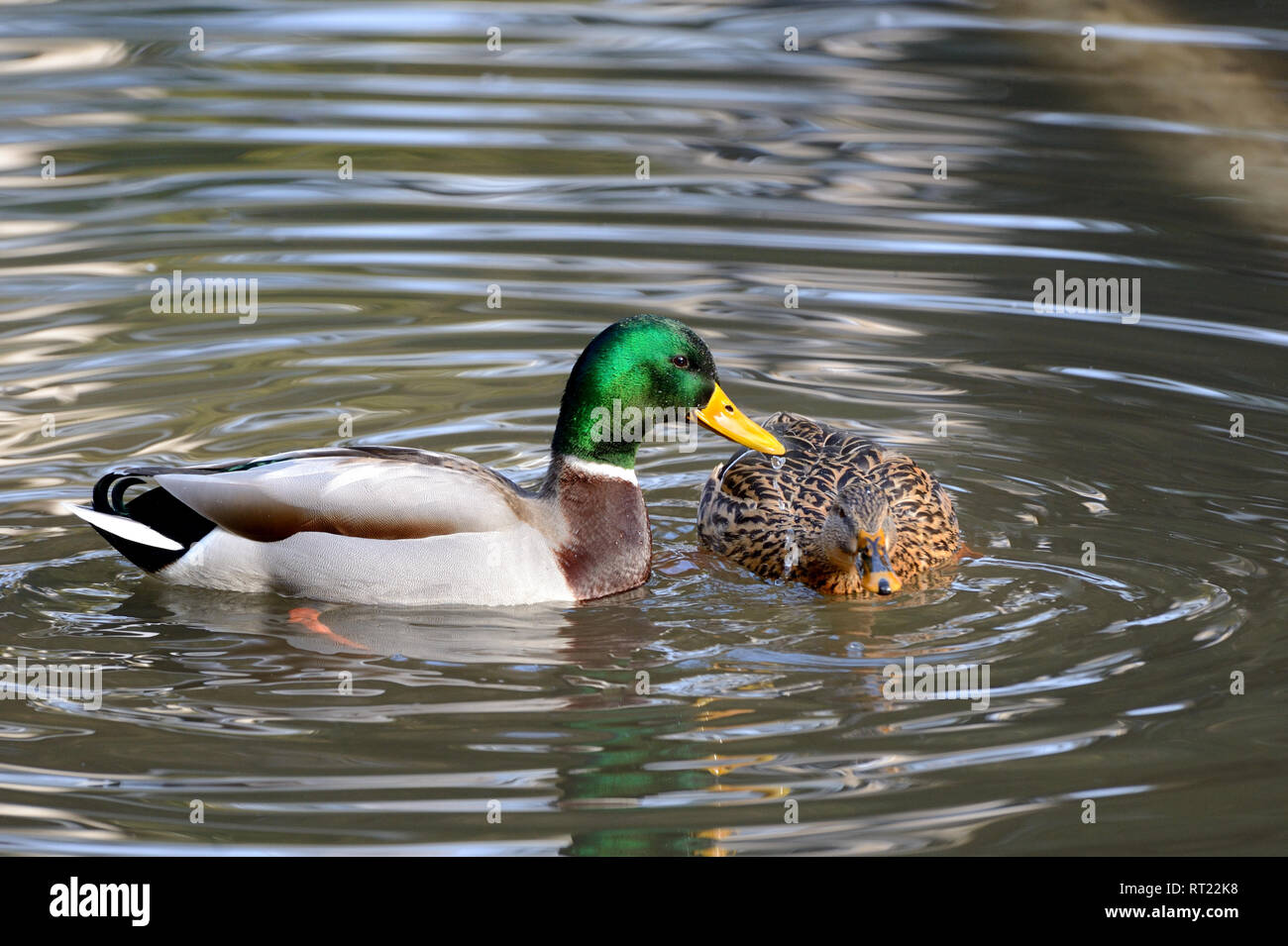Mating season of mallards hi-res stock photography and images - Alamy